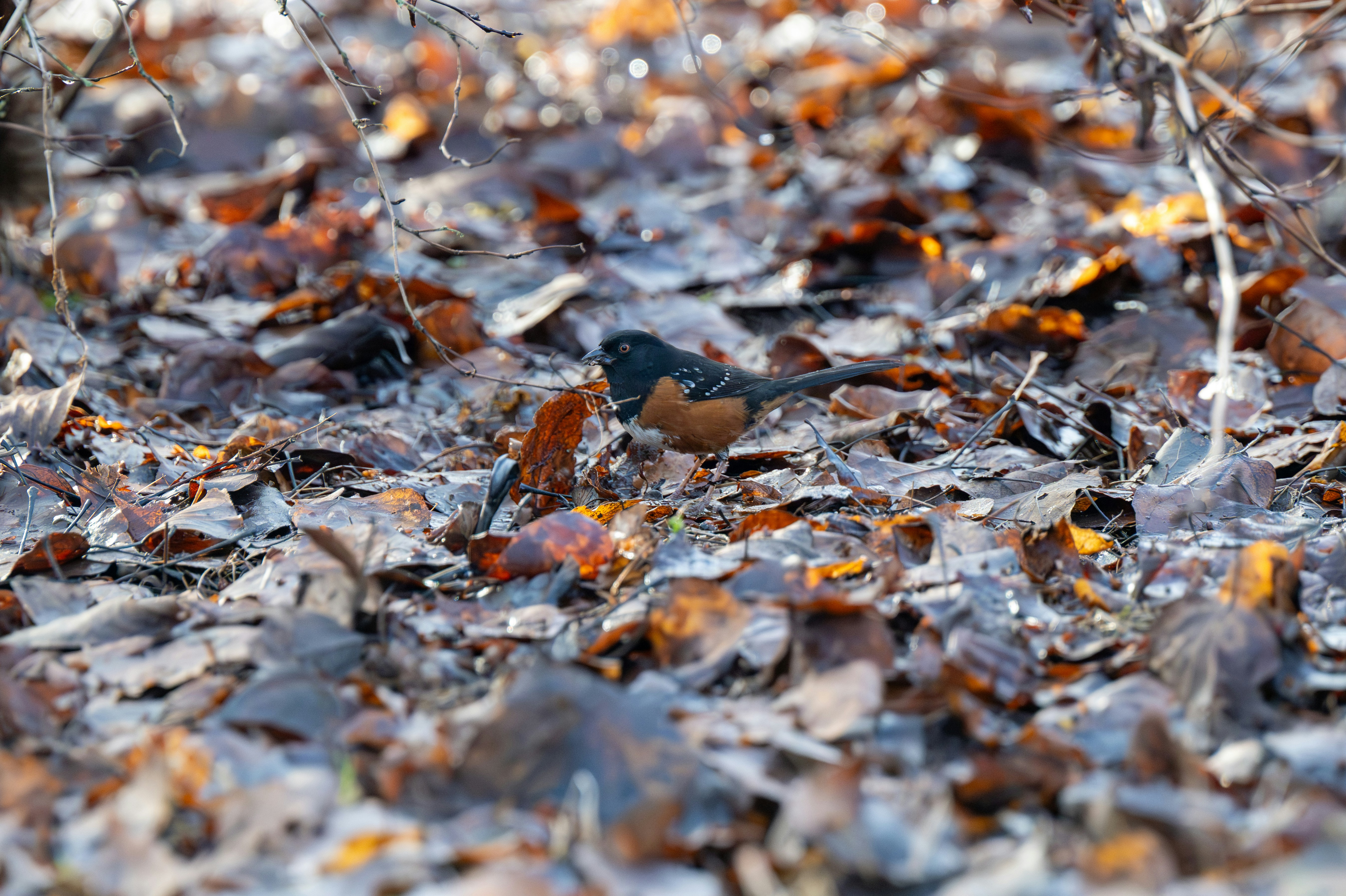 Autumn Leaf Bed: A Quiet Patch of Frost-Kissed Foilage