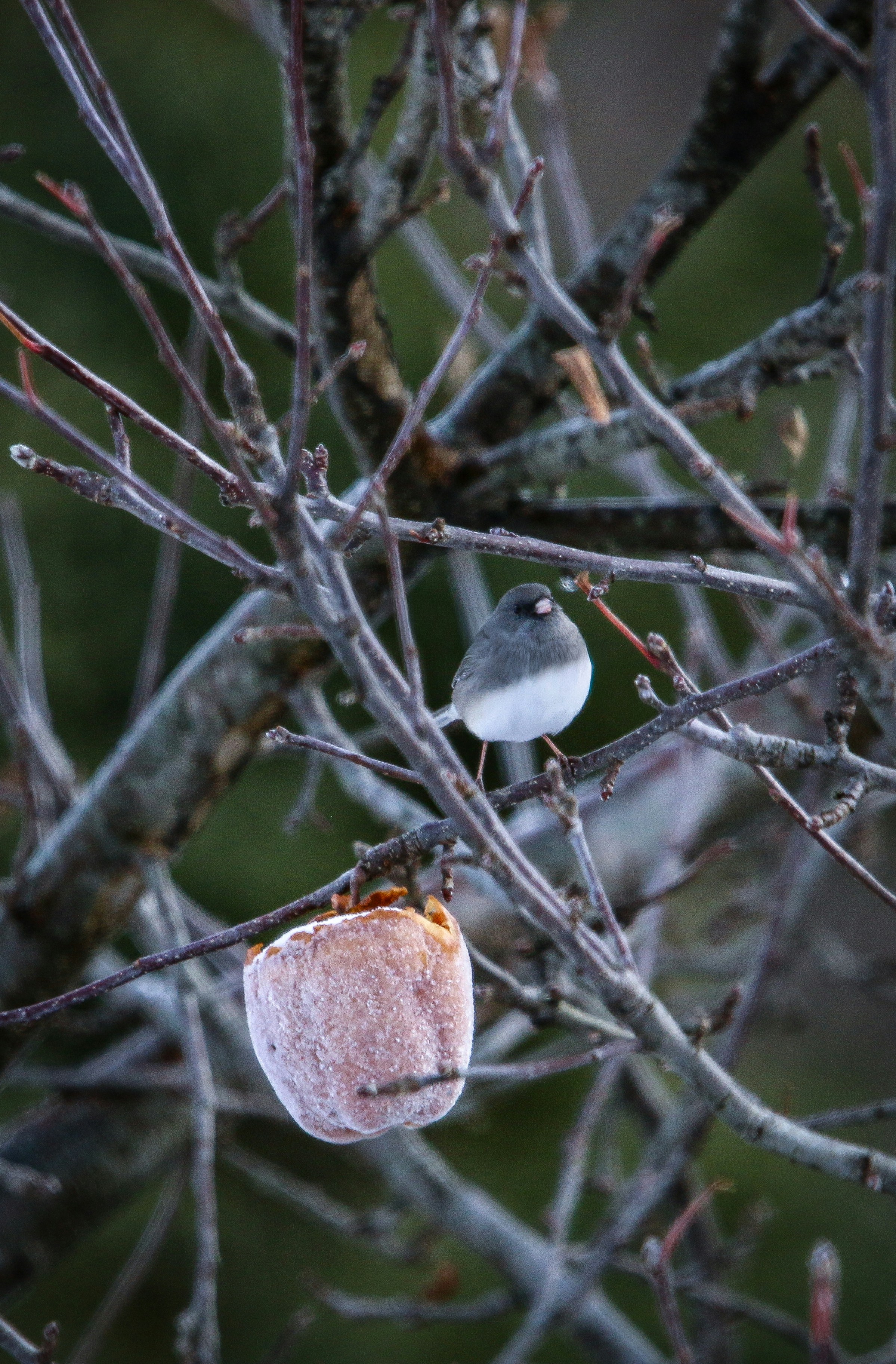 Tiny Bird in Winter Branches Beside Frosted Fruit