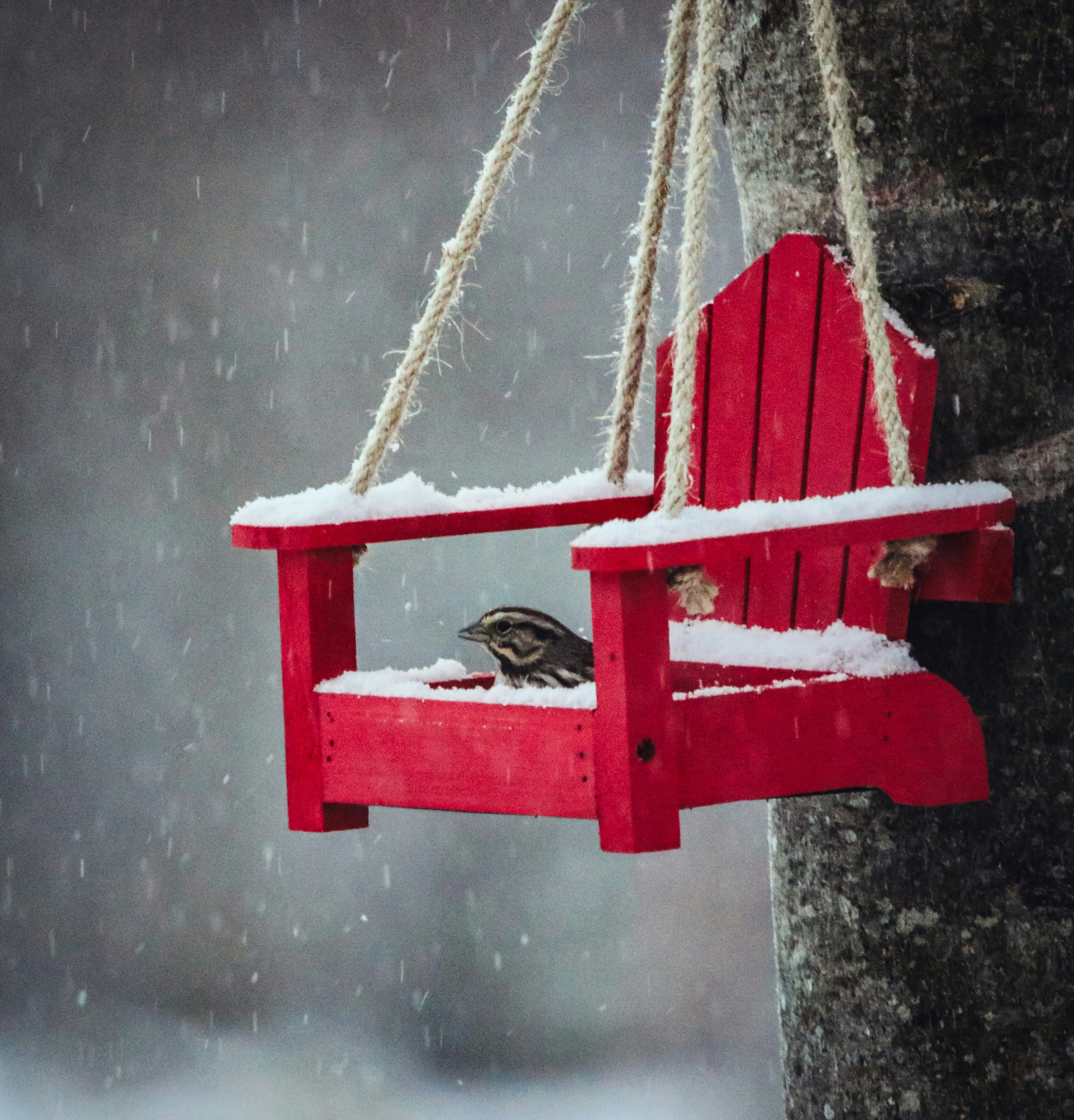 Red Swing in Winter: A Sparrow's Pause on Snow
