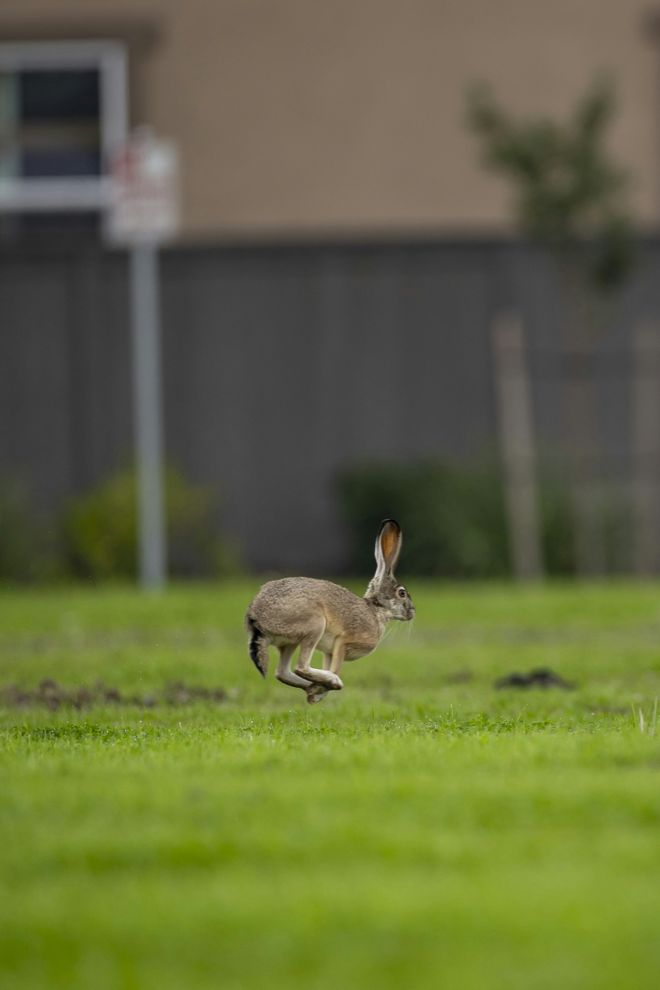 A rabbit running on a grassy field. photo – Free Animal Image on Unsplash