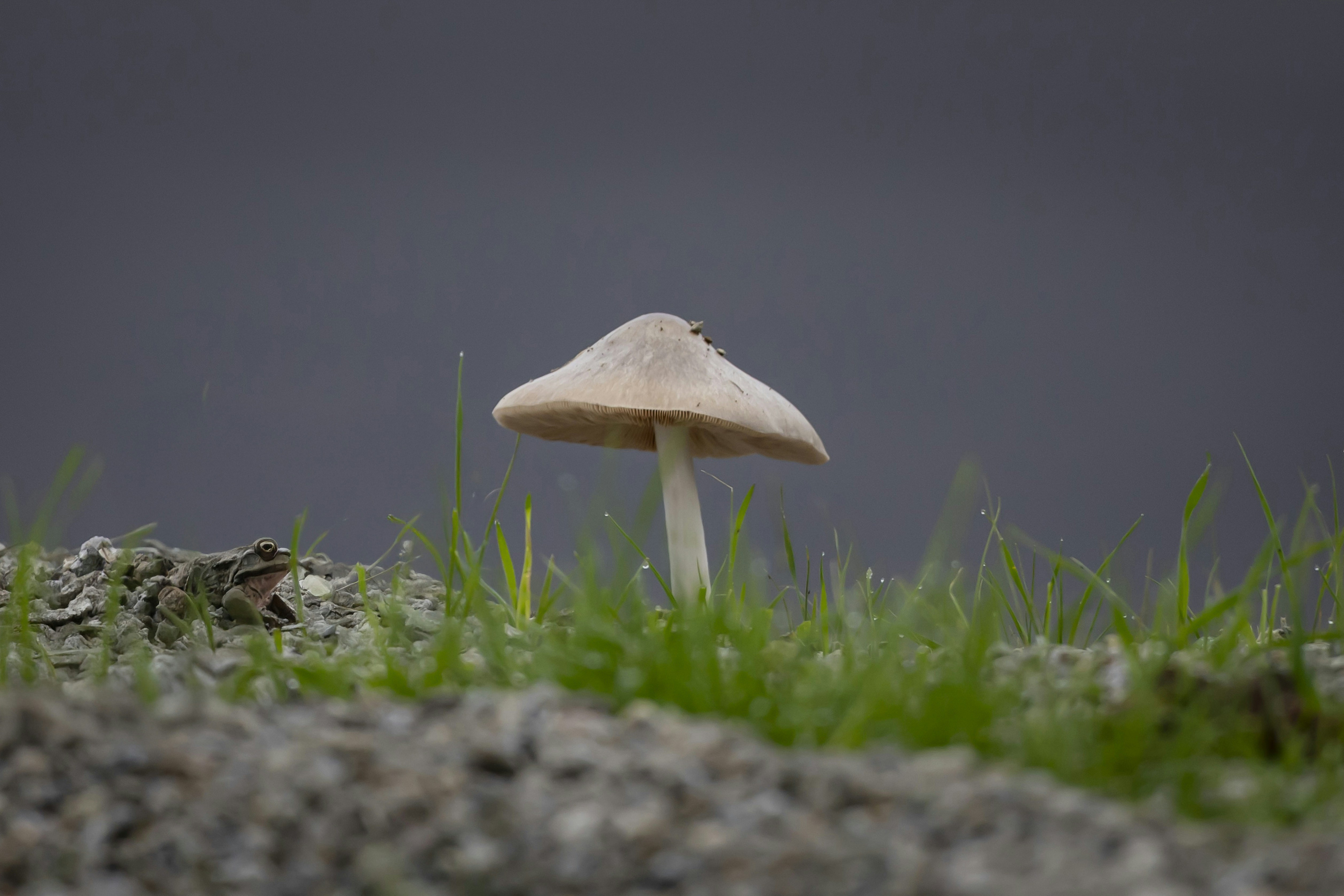  solitary mushroom anchored in grass at the border of gravel with a muted background