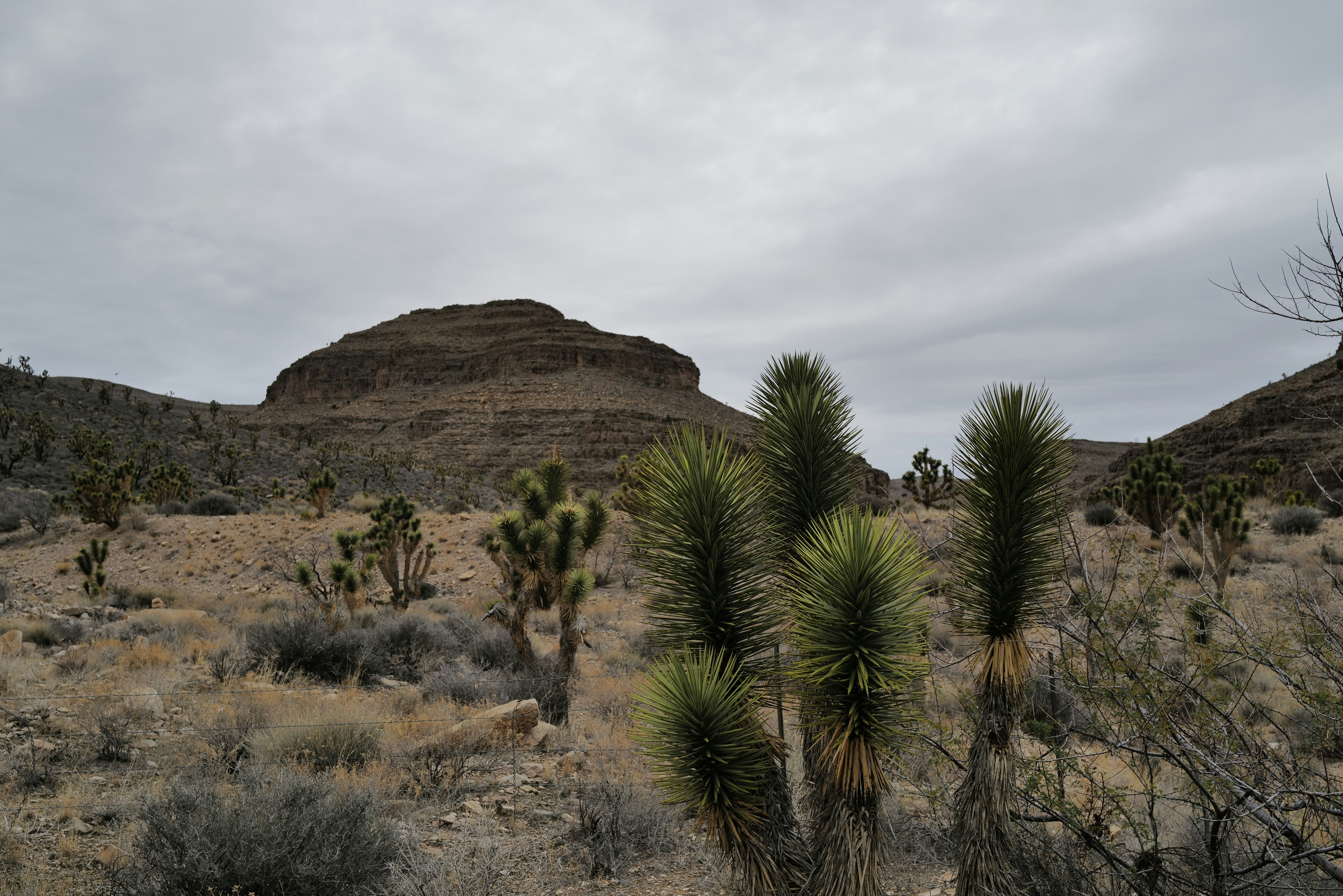 Desert Silhouette: yucca guardians under a broad sky