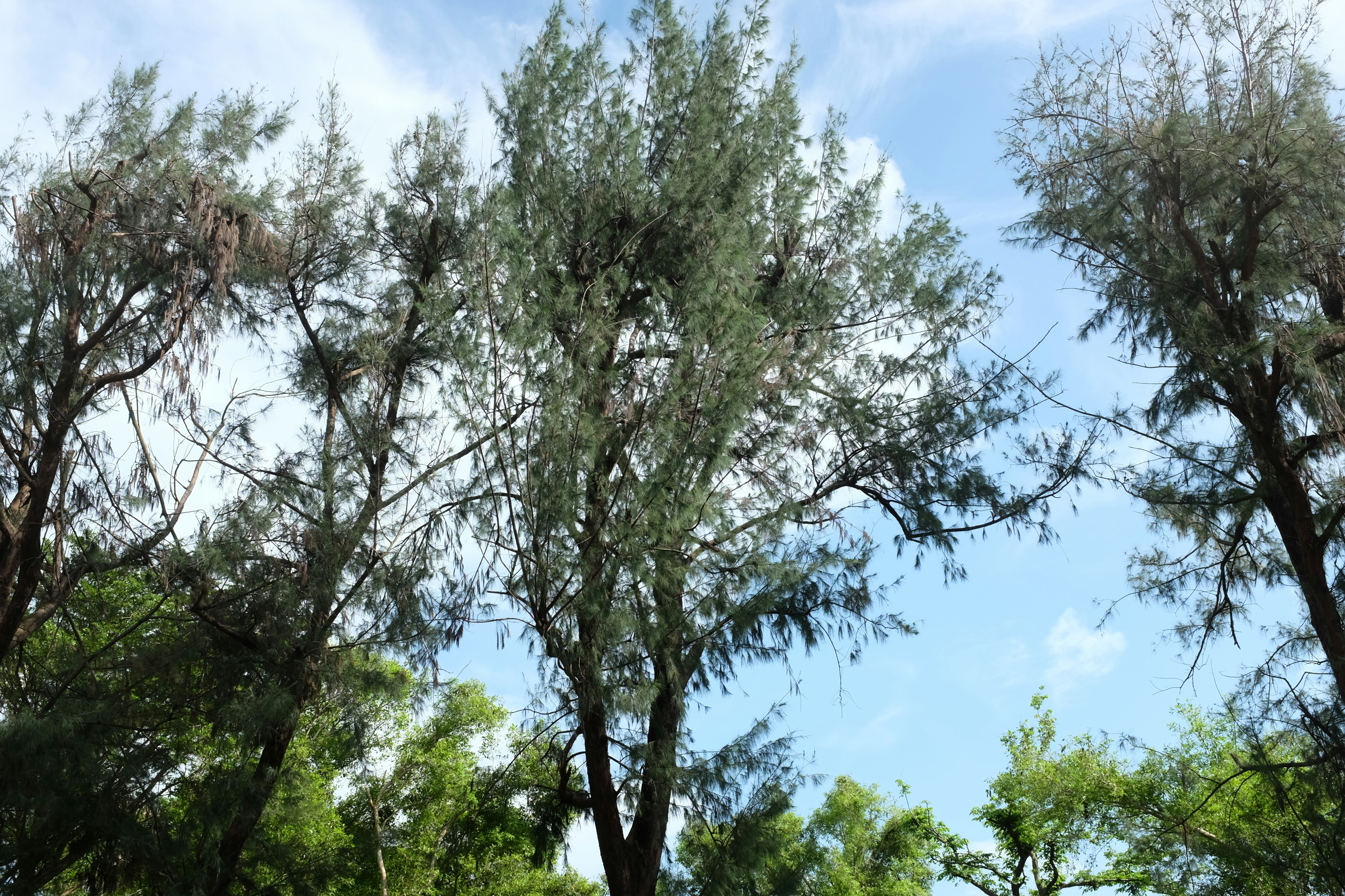 Skyward Trees Against a Bright Day