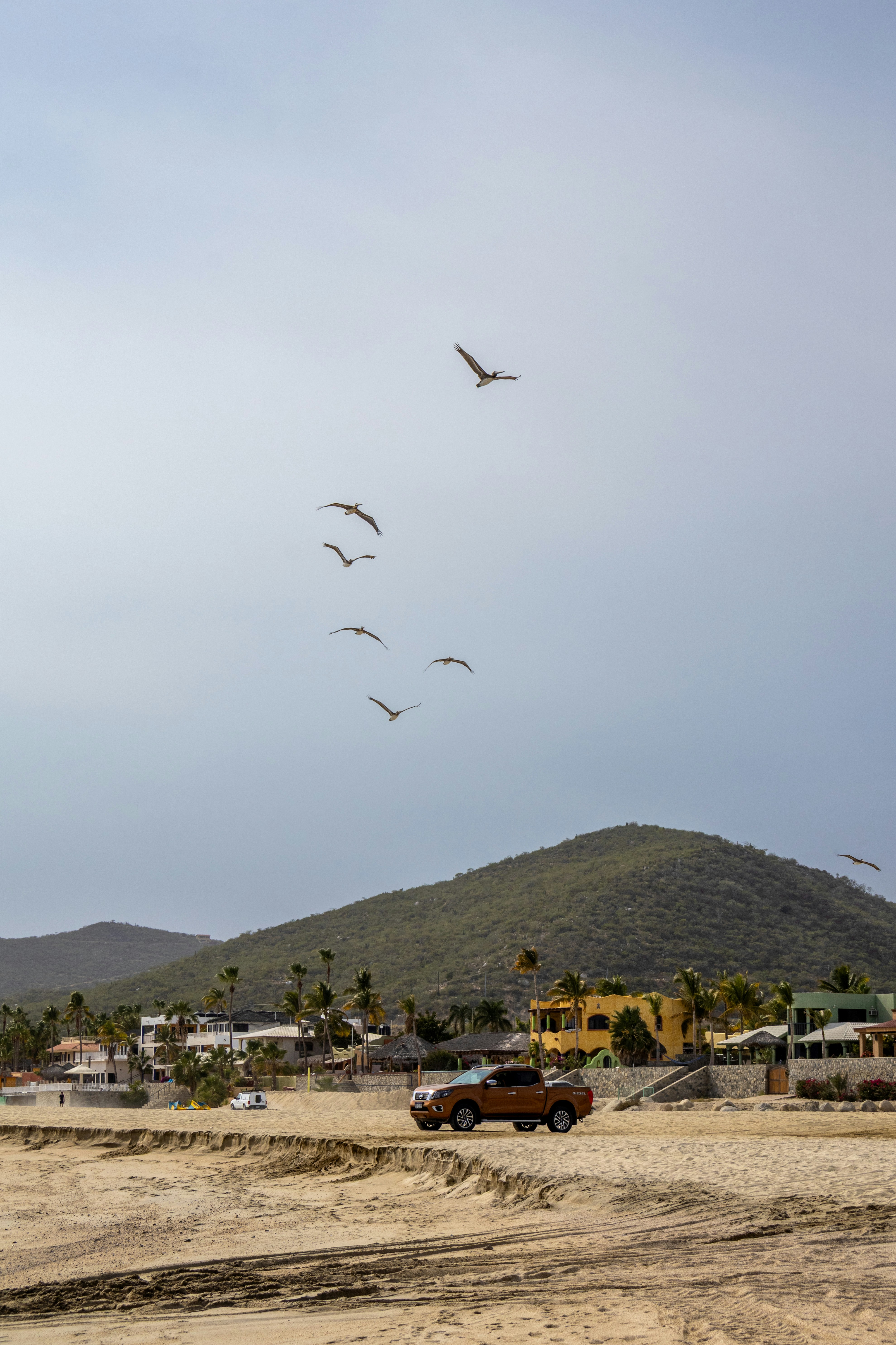 Ridge birds over a sunlit coastal town