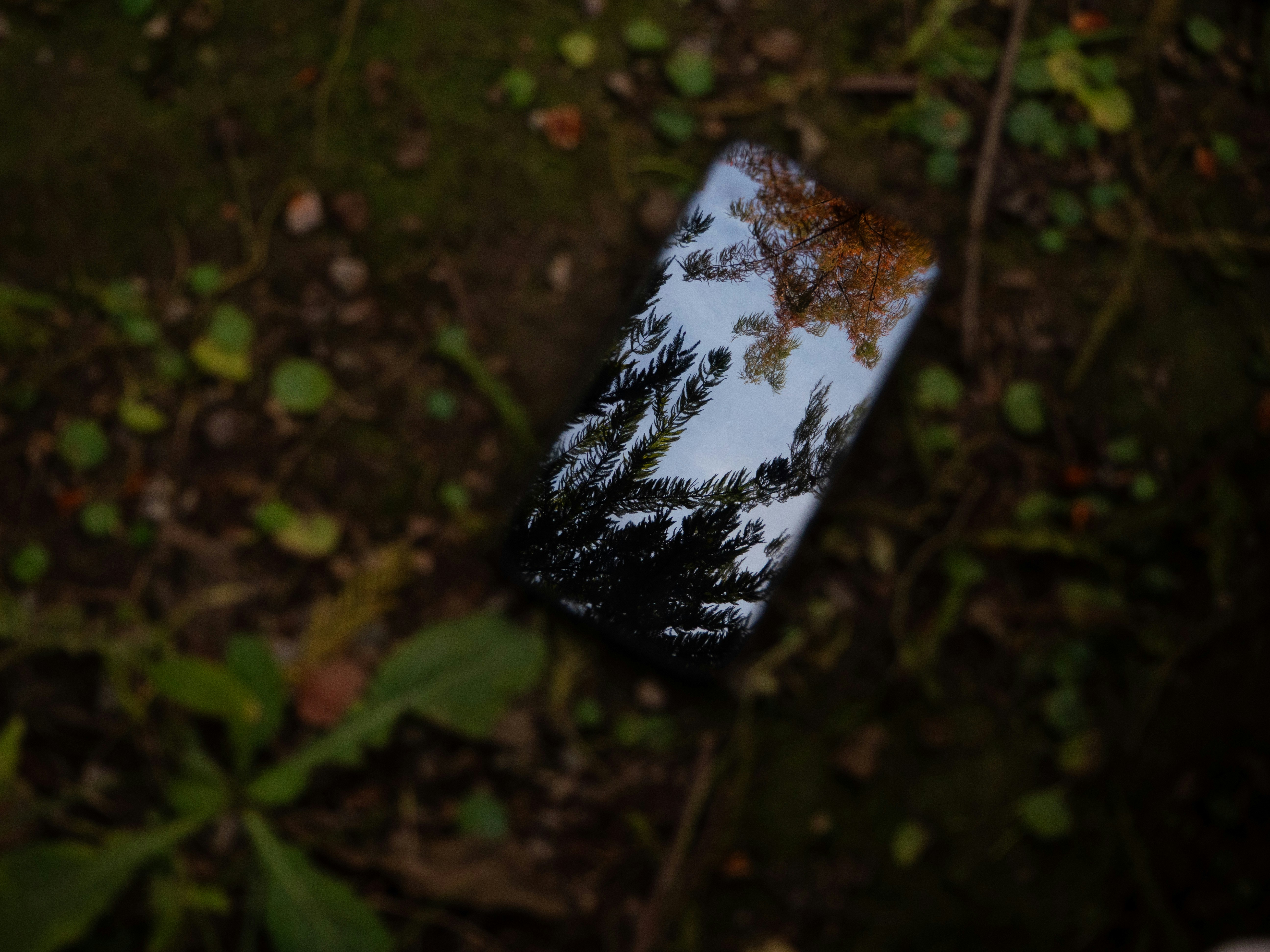 A smartphone lying on the forest floor.