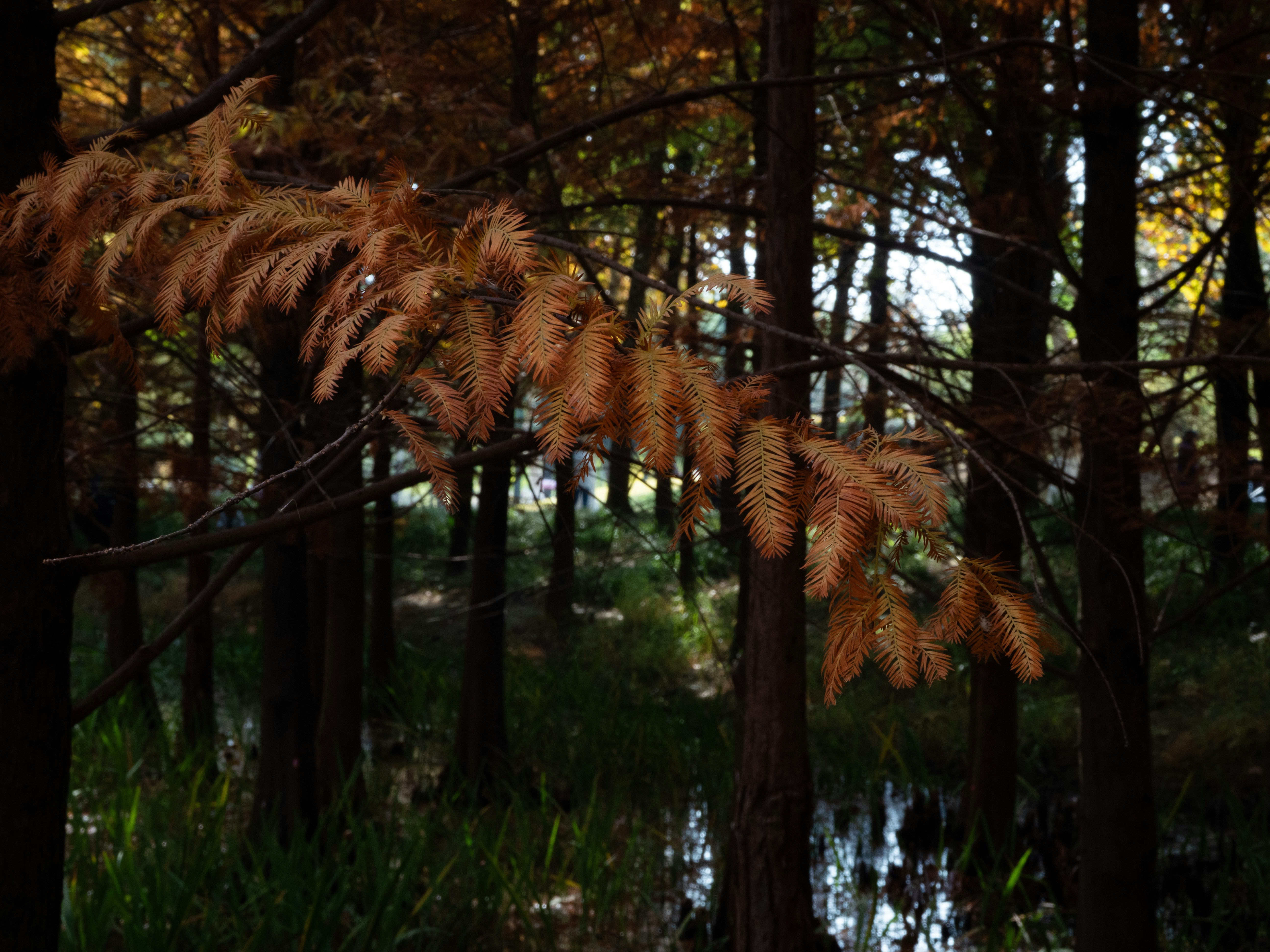 Amber Fern Fronds Among Dark Pines