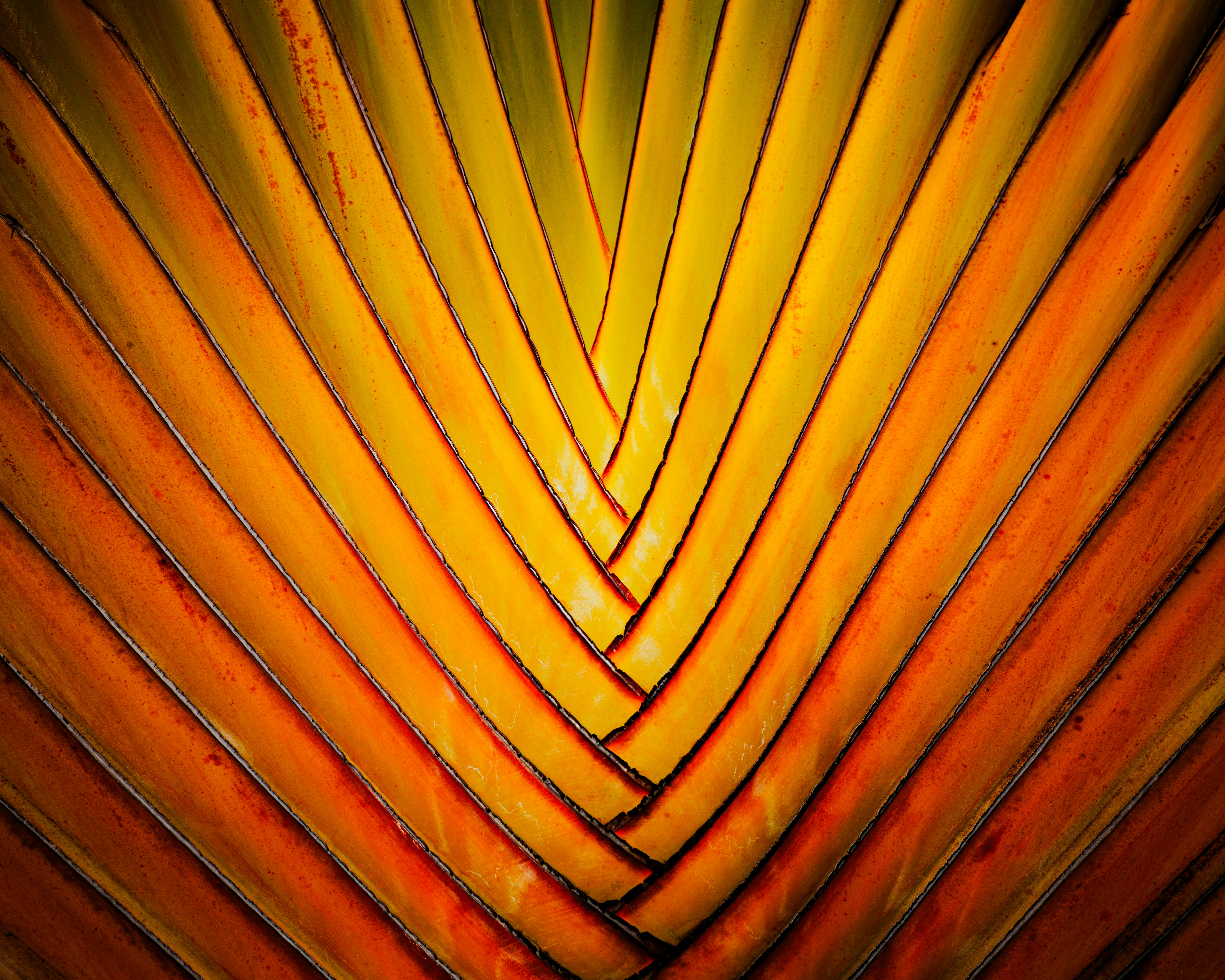 Symmetrical Veins of Burnished Light