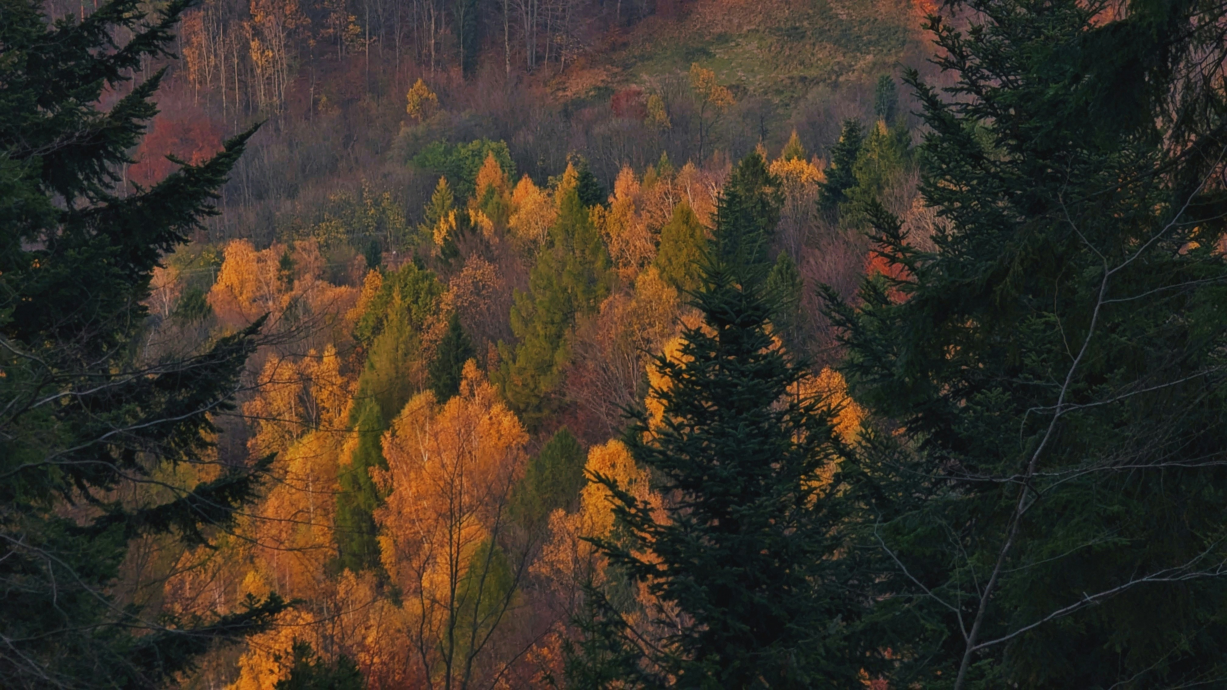 Vibrant autumn forest with warm orange and yellow deciduous trees framed by dark evergreens, suggesting a tranquil hillside landscape.