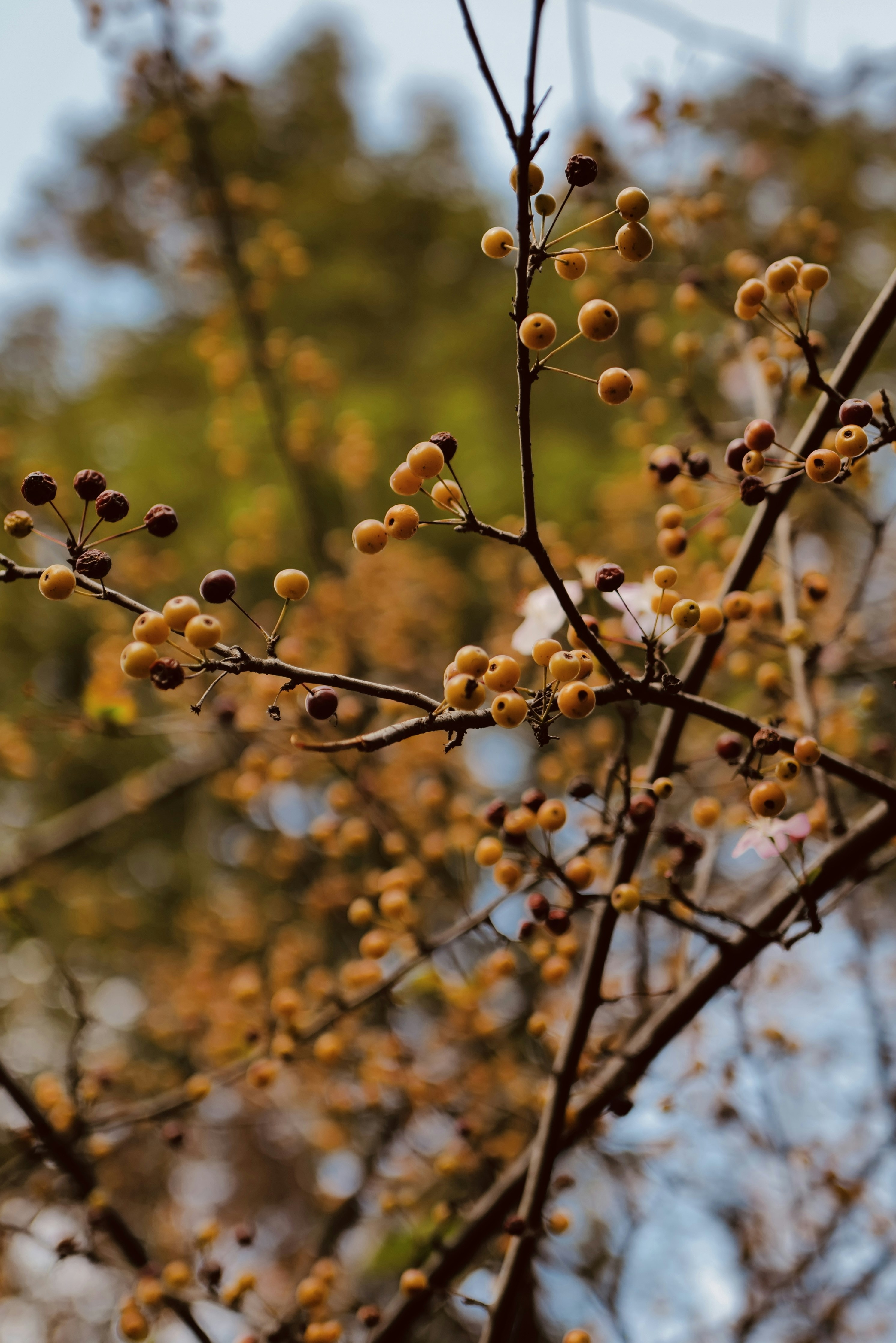 Autumn Orbs on a Quiet Branch