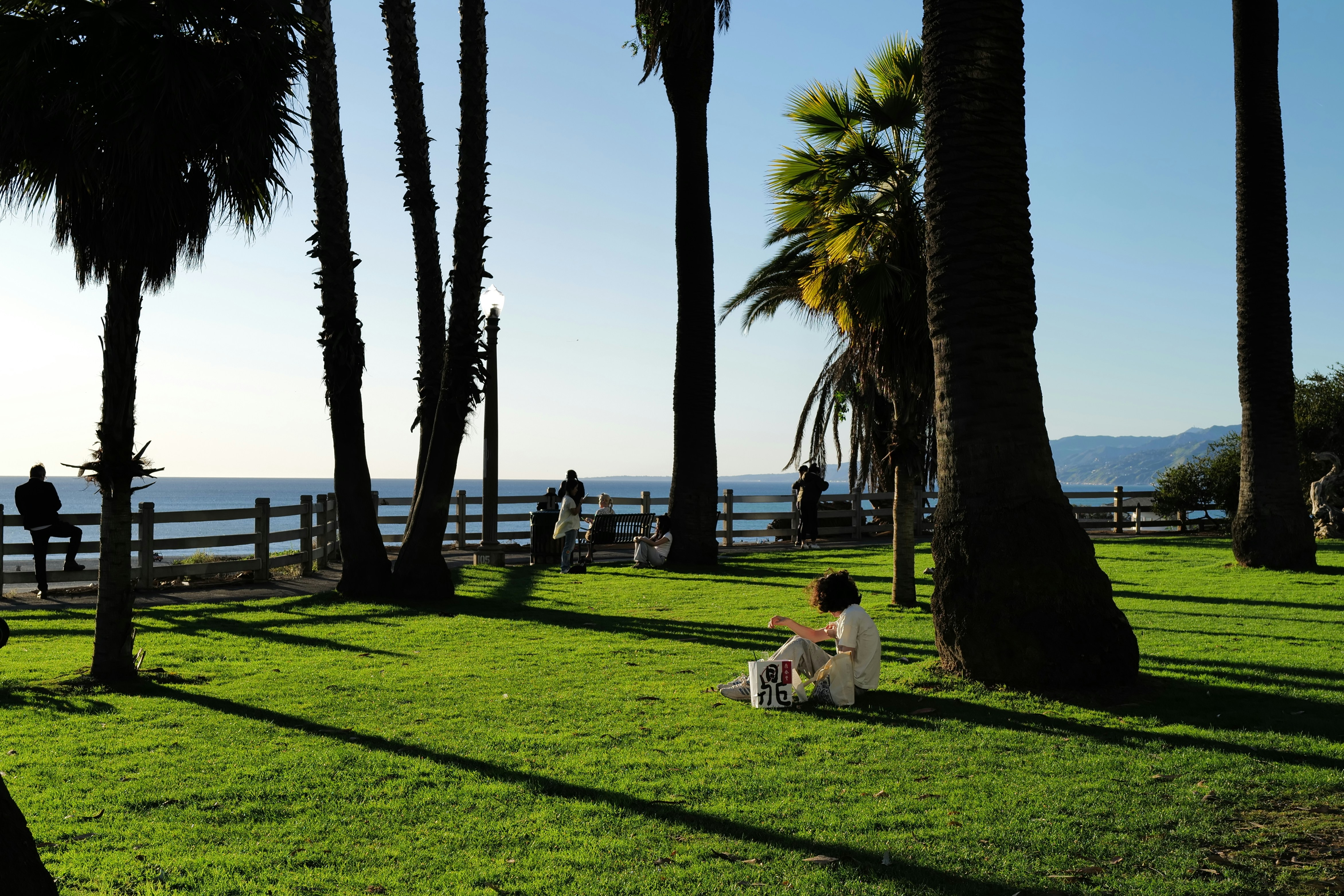 Sunlit Park by the Sea: A Palm-Striped Moment
