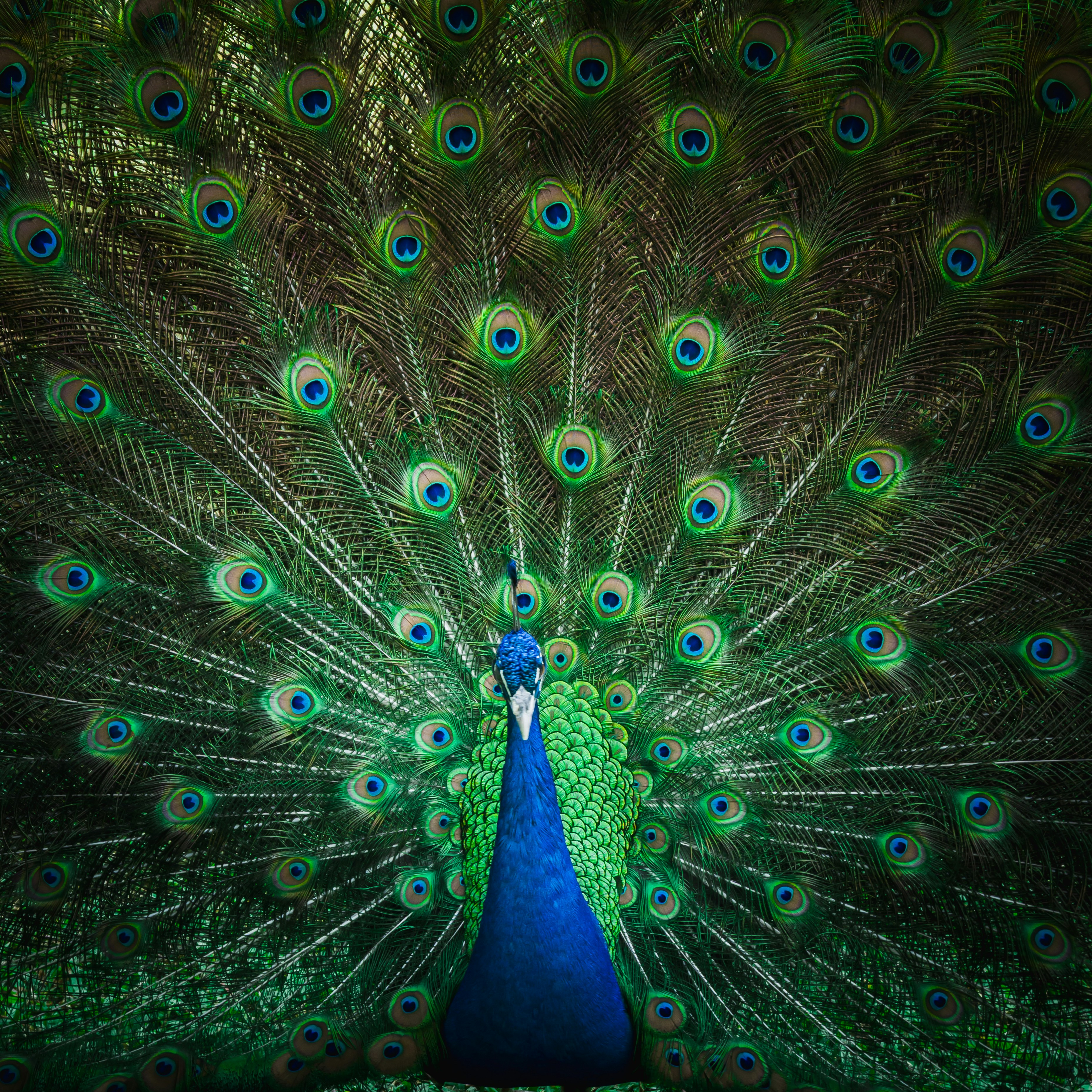 Emerald Crest: A Peacock’s Dyed Azure Spotlight