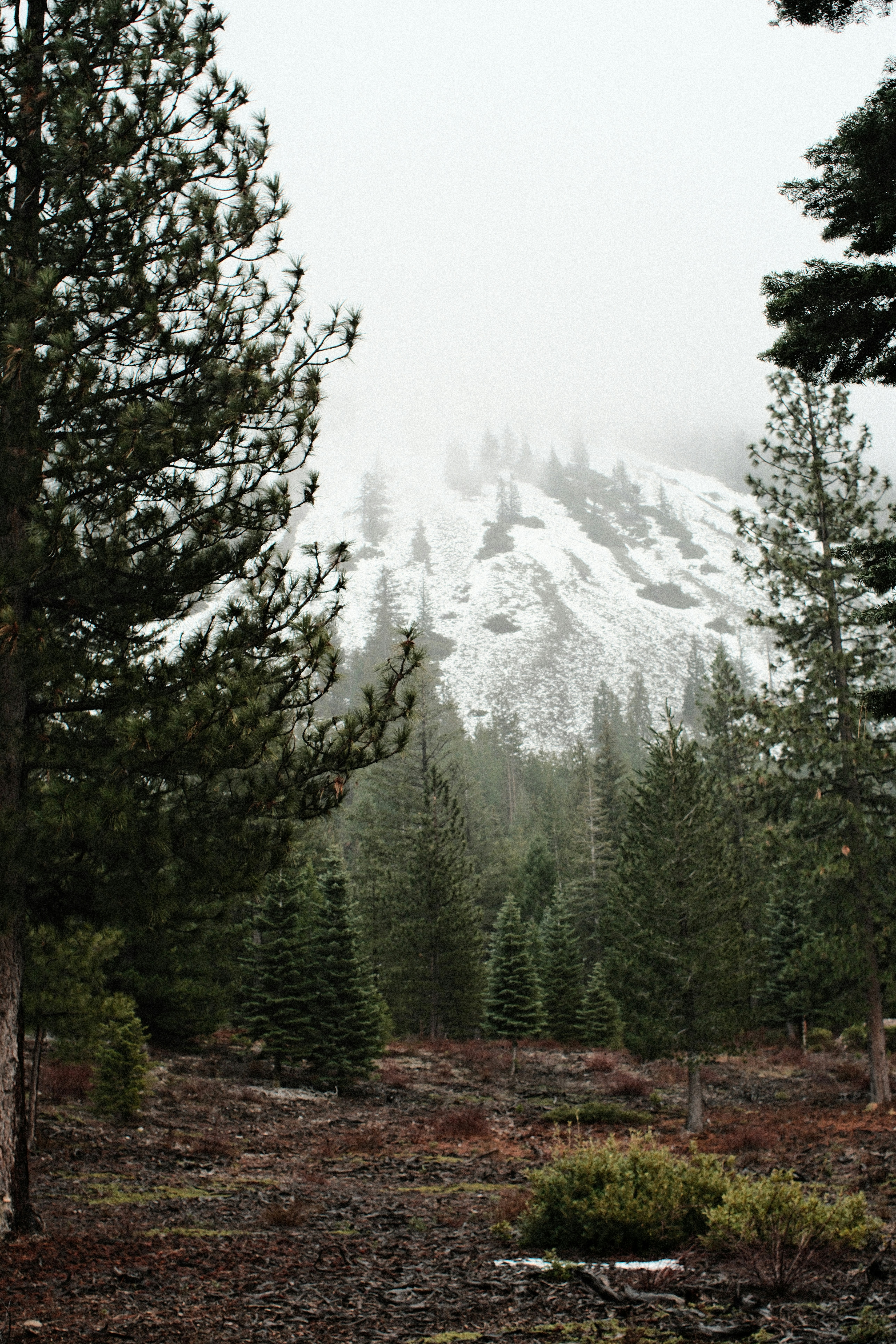 Snow-veiled Ridge Through Pine Shadowed Foreground