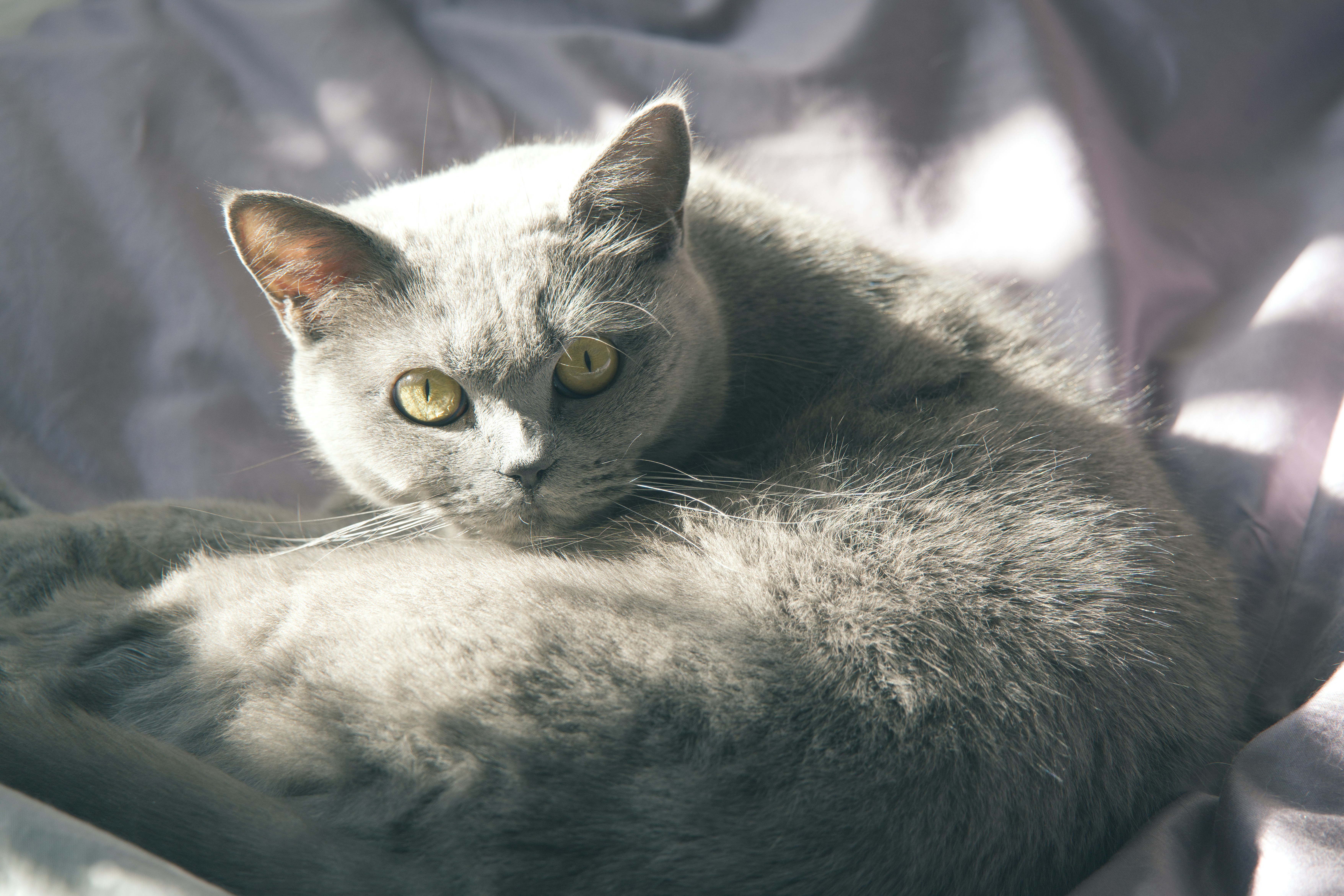 Soft Focus on a Curious Gray Cat Resting in Sunlit Fabric