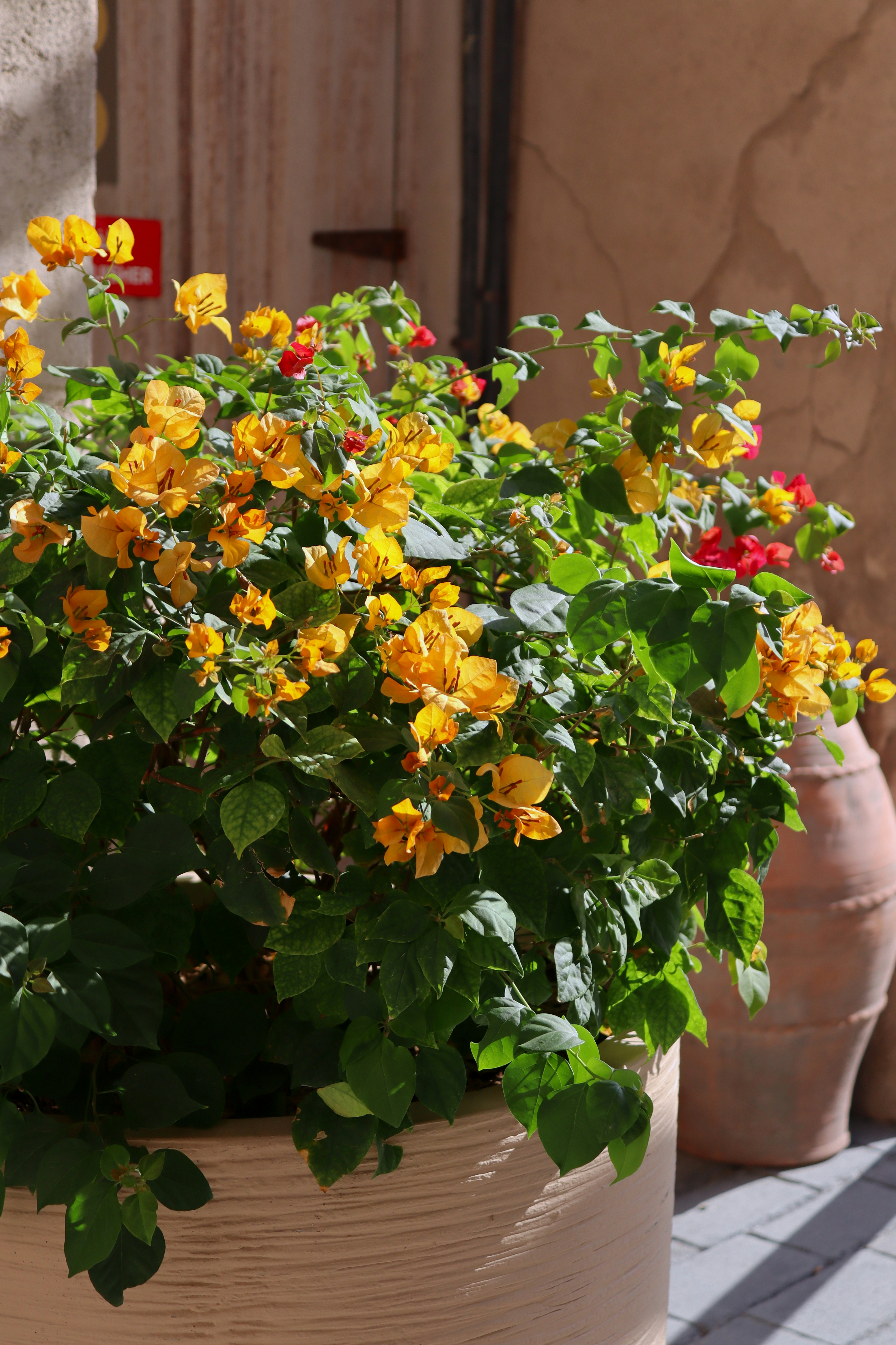 Cascading Citrus Blooms in a Terracotta Courtyard