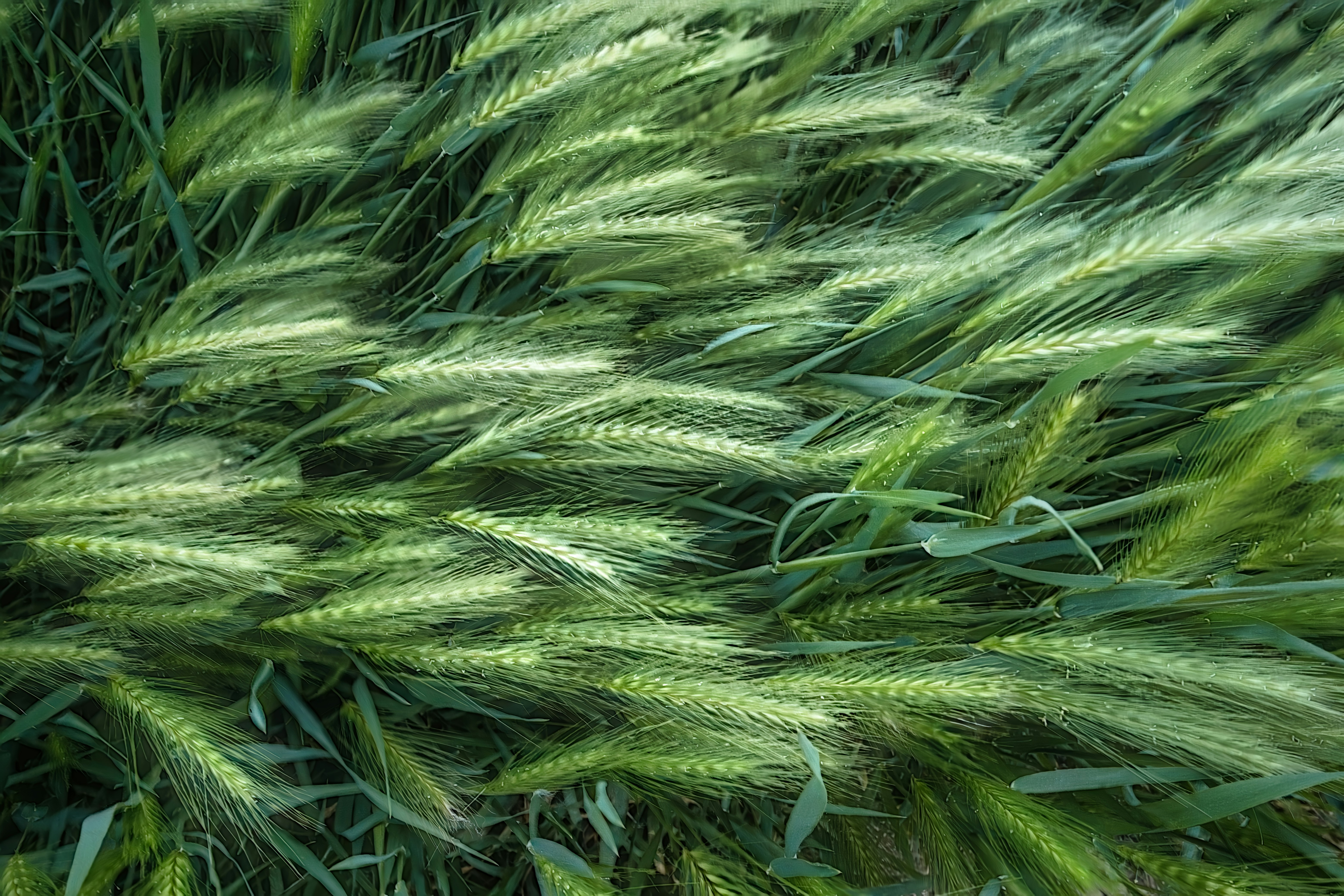 Emerald Waves: A Field of Waving Grain in Morning Light