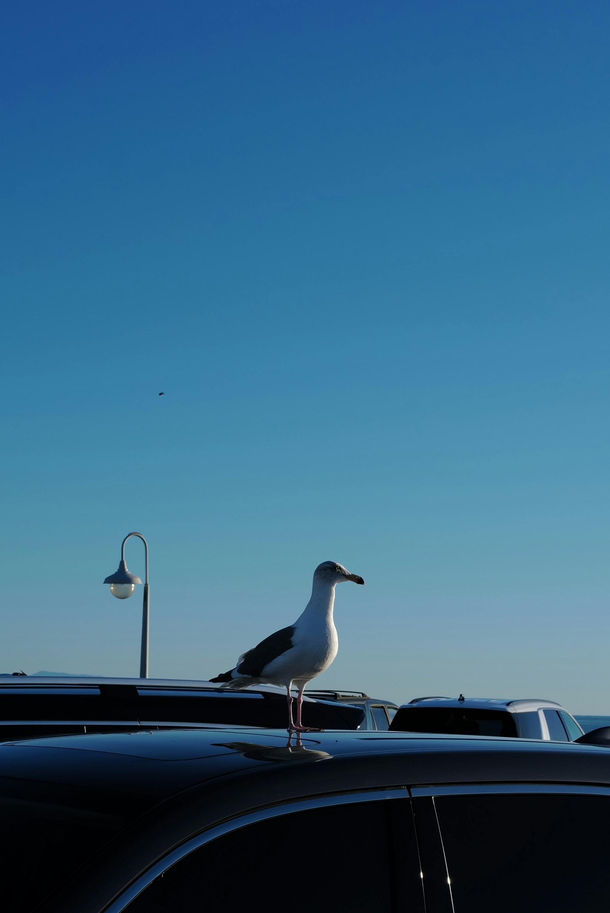 Seagull Sentinel on a Sunlit Vehicle Roof