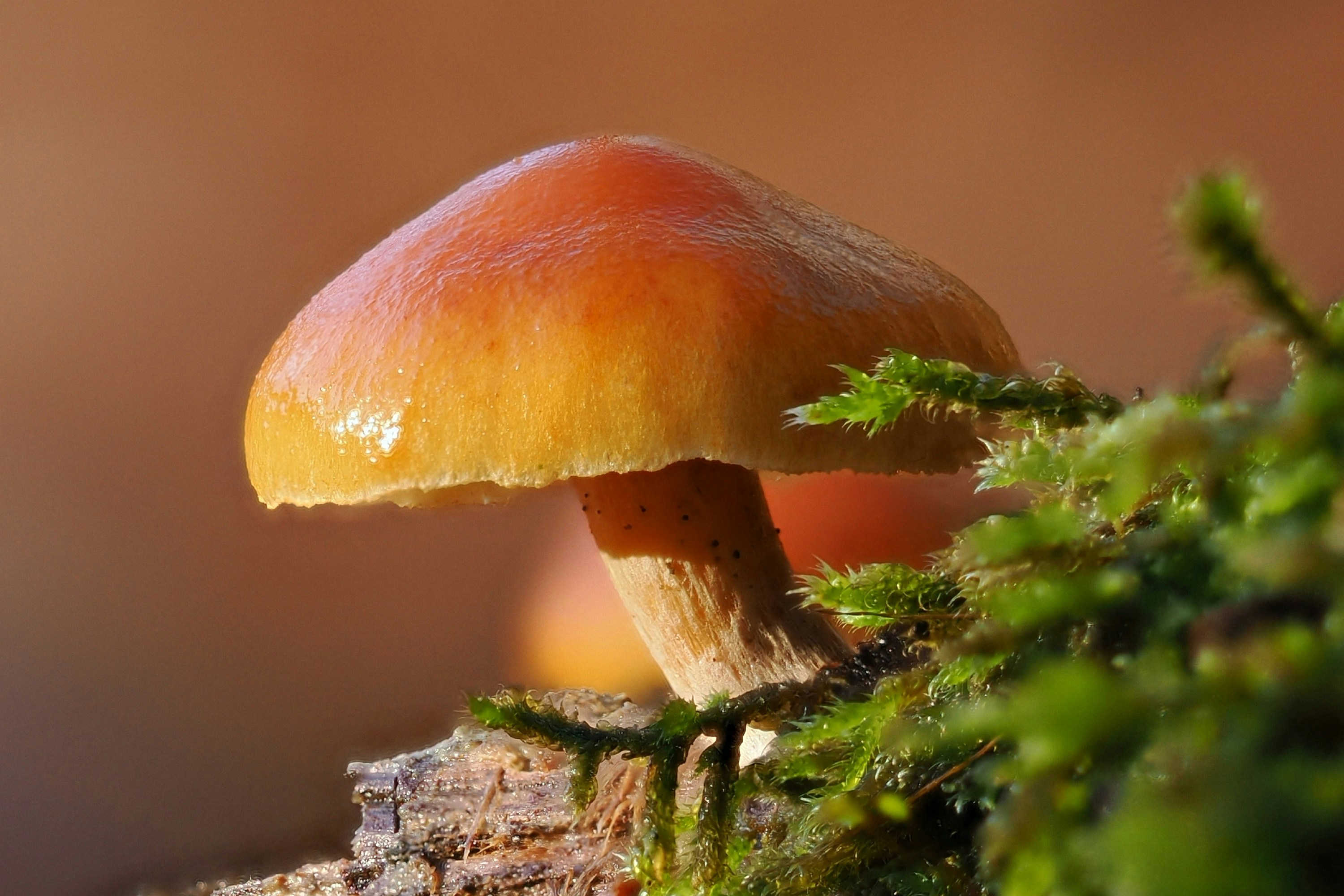 Amber Cap on a Mossy Edge