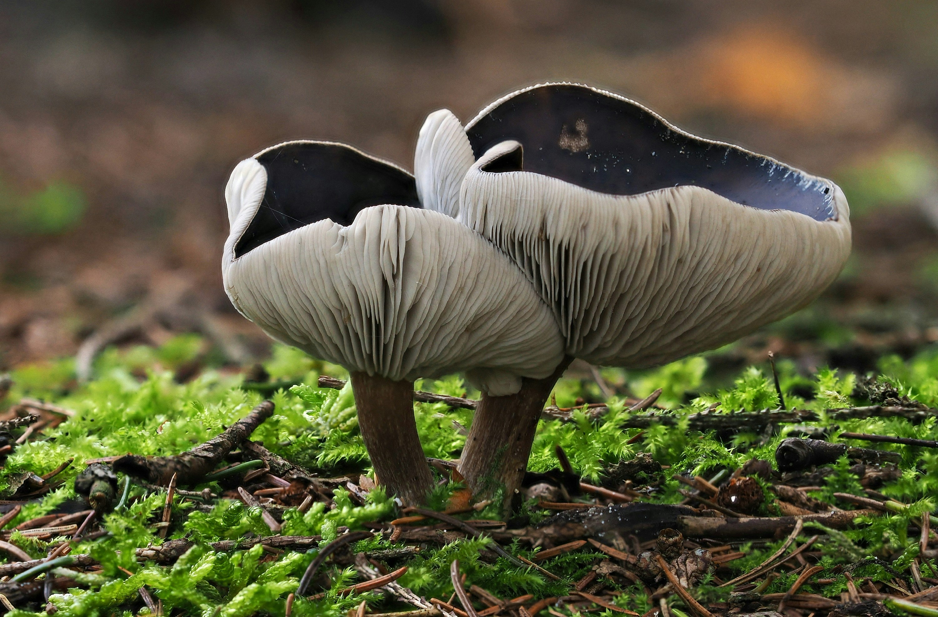Two mushrooms at forest floor crown a mossy stage