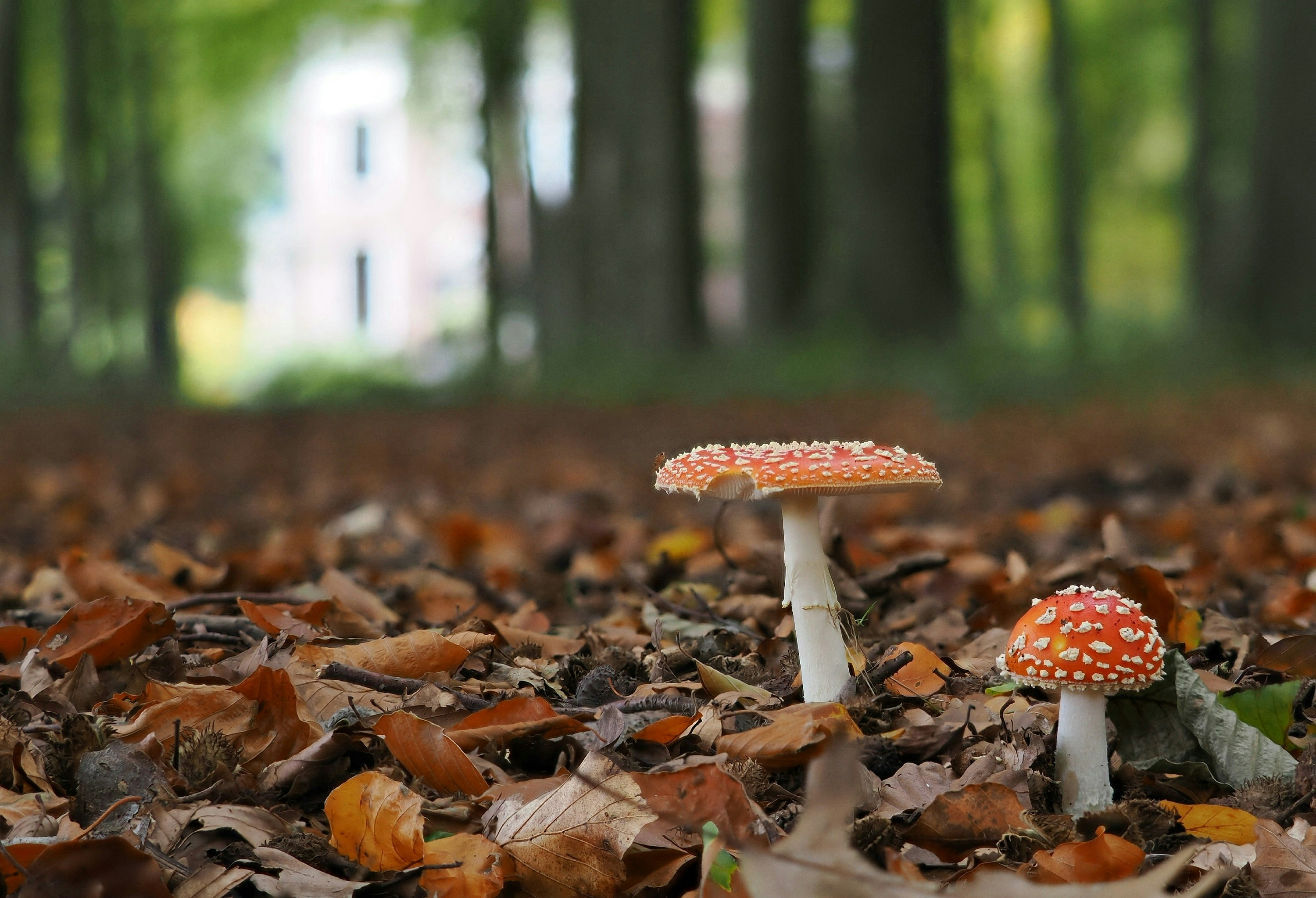 Red-and-white spotted mushrooms emerge from a bed of fallen leaves in a sun-dappled forest clearing.