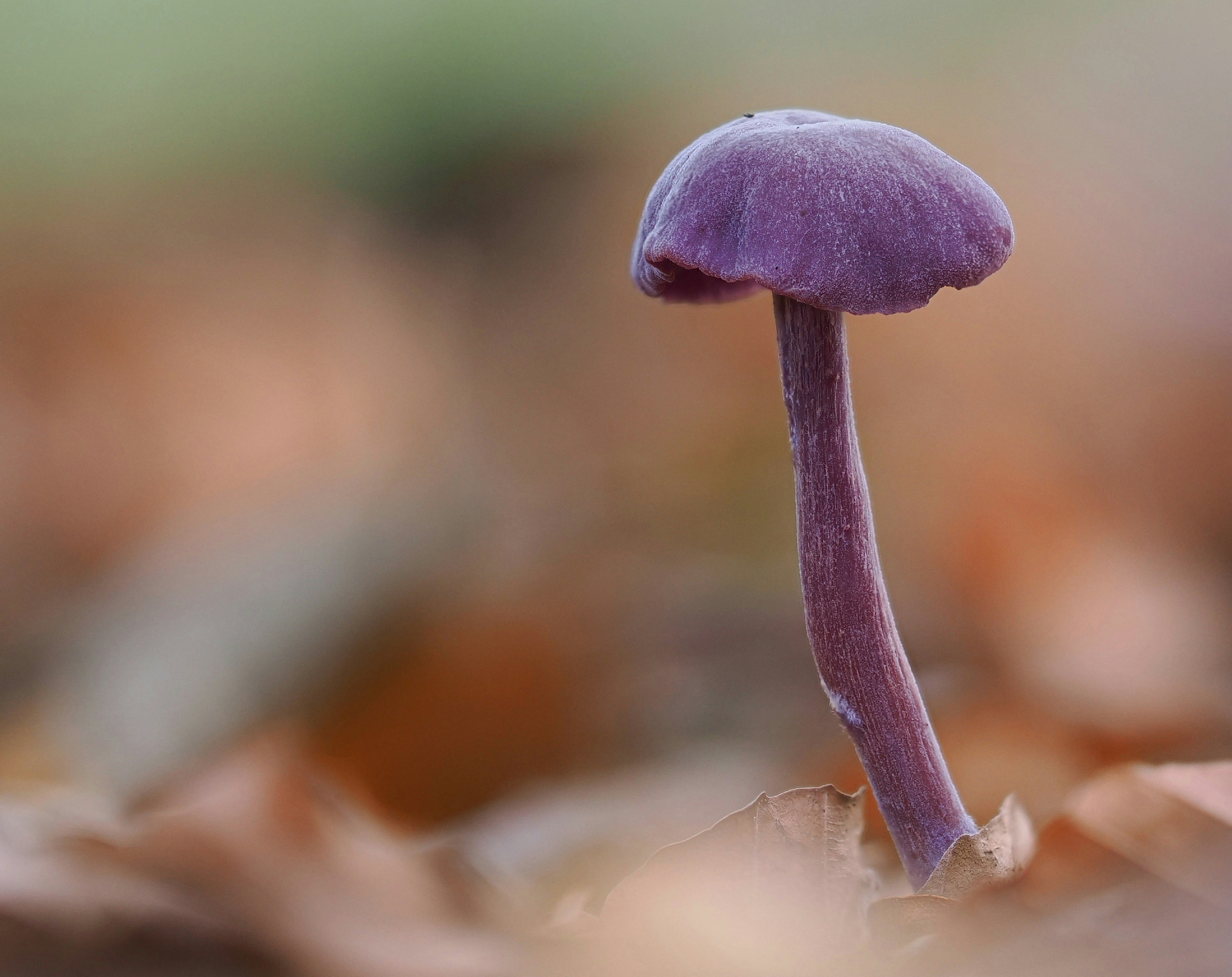 Purple Mushroom Reaching Through Autumn Bed