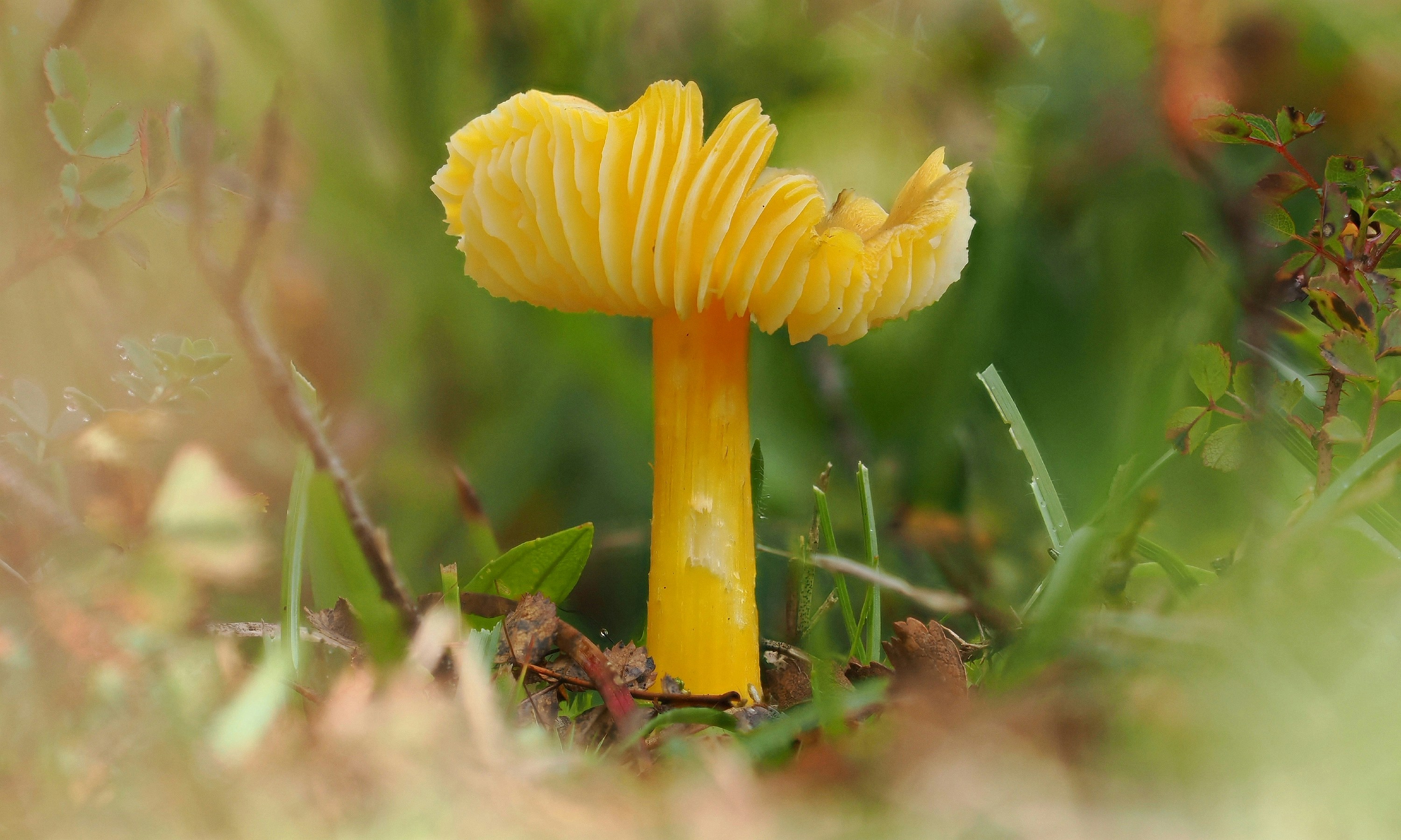 Golden trumpet mushroom rising from the leaf litter