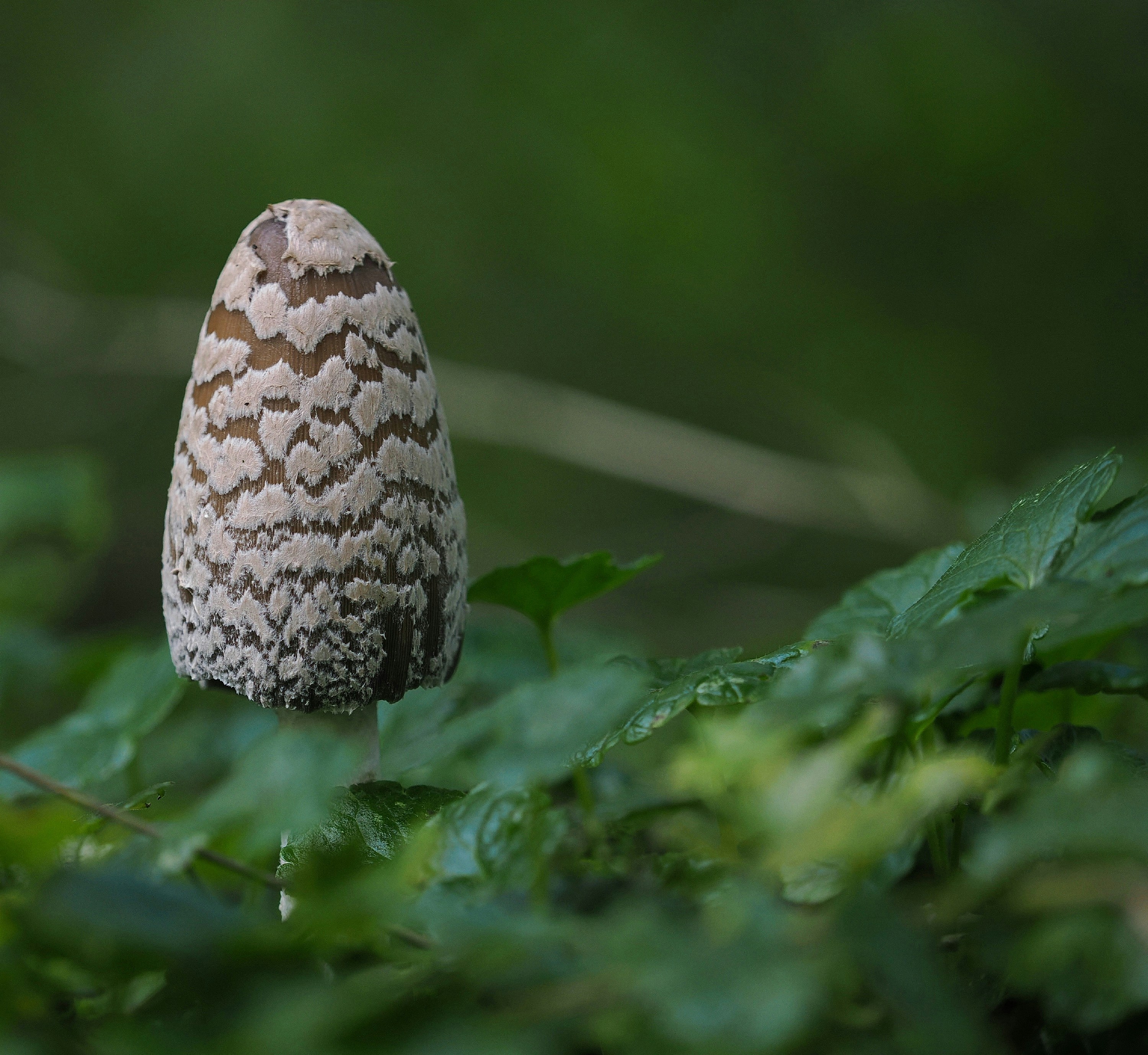 Mottled Fungus Crown Rising from Fern Carpet