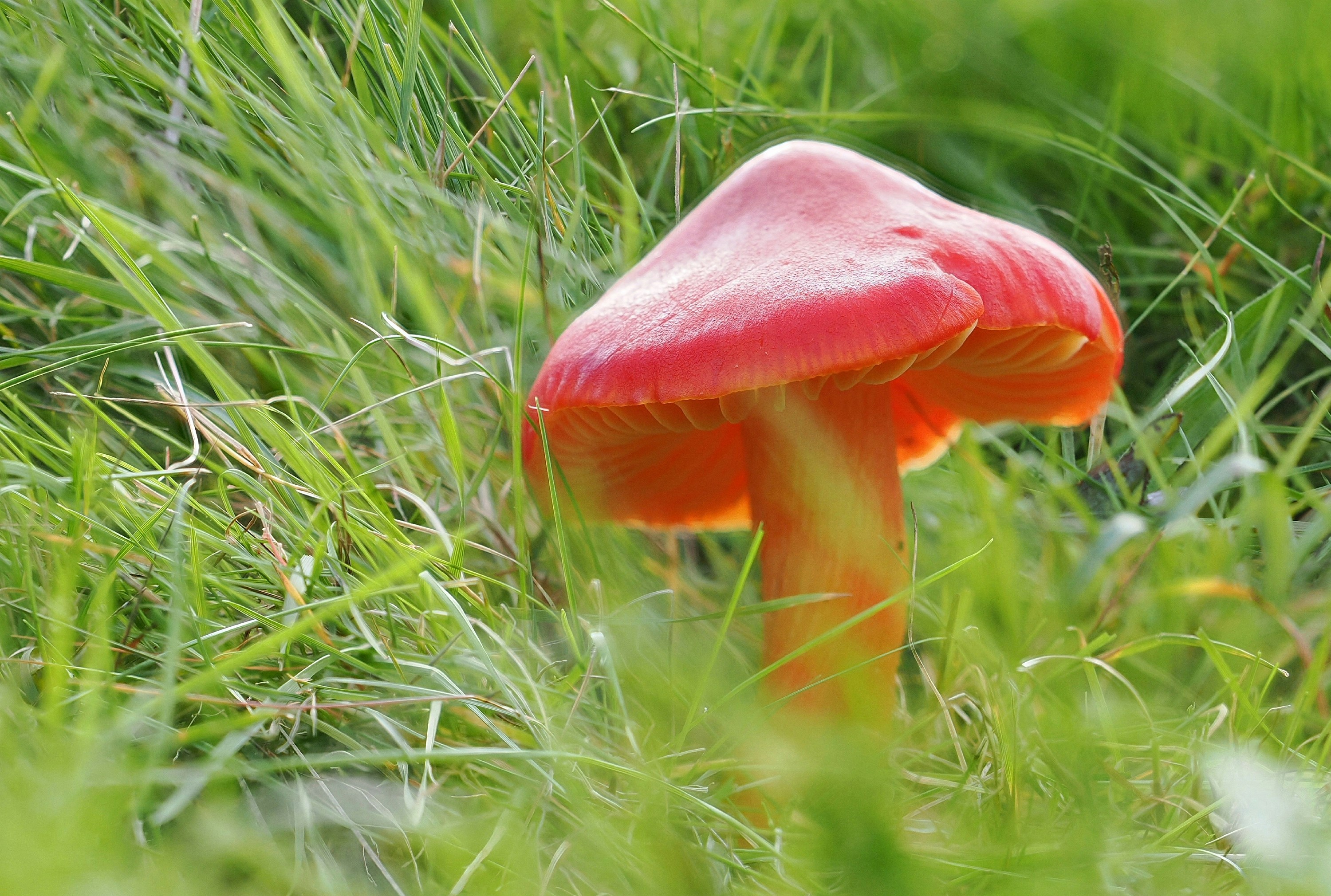 Crimson Cap in Meadow: A Close-Up of a Red Mushroom Against Green Grass