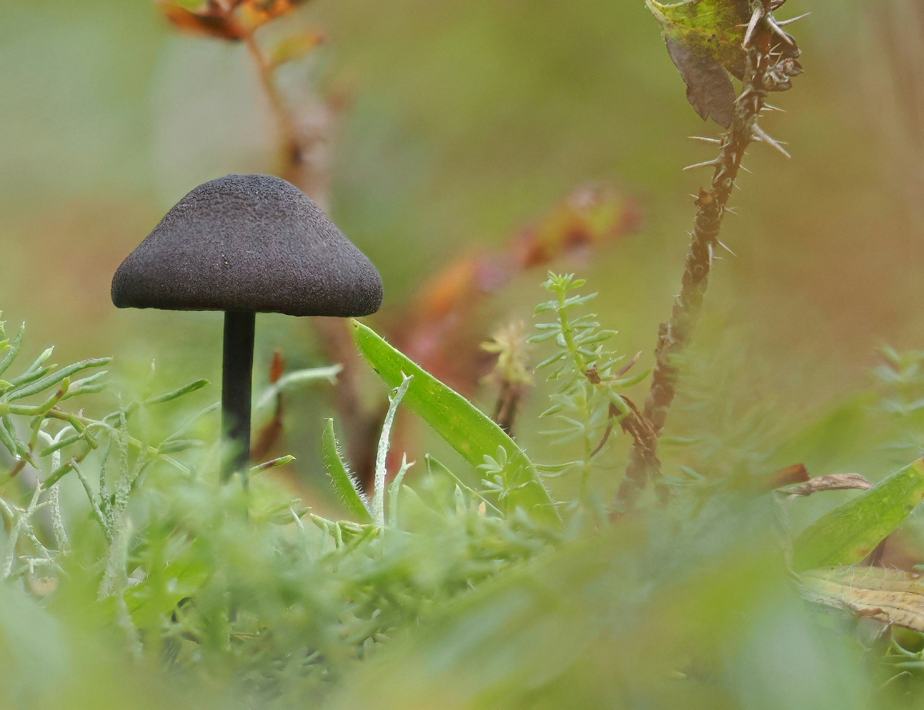 Low-Mung Mushroom in Ferns: A Quiet Forest Moment