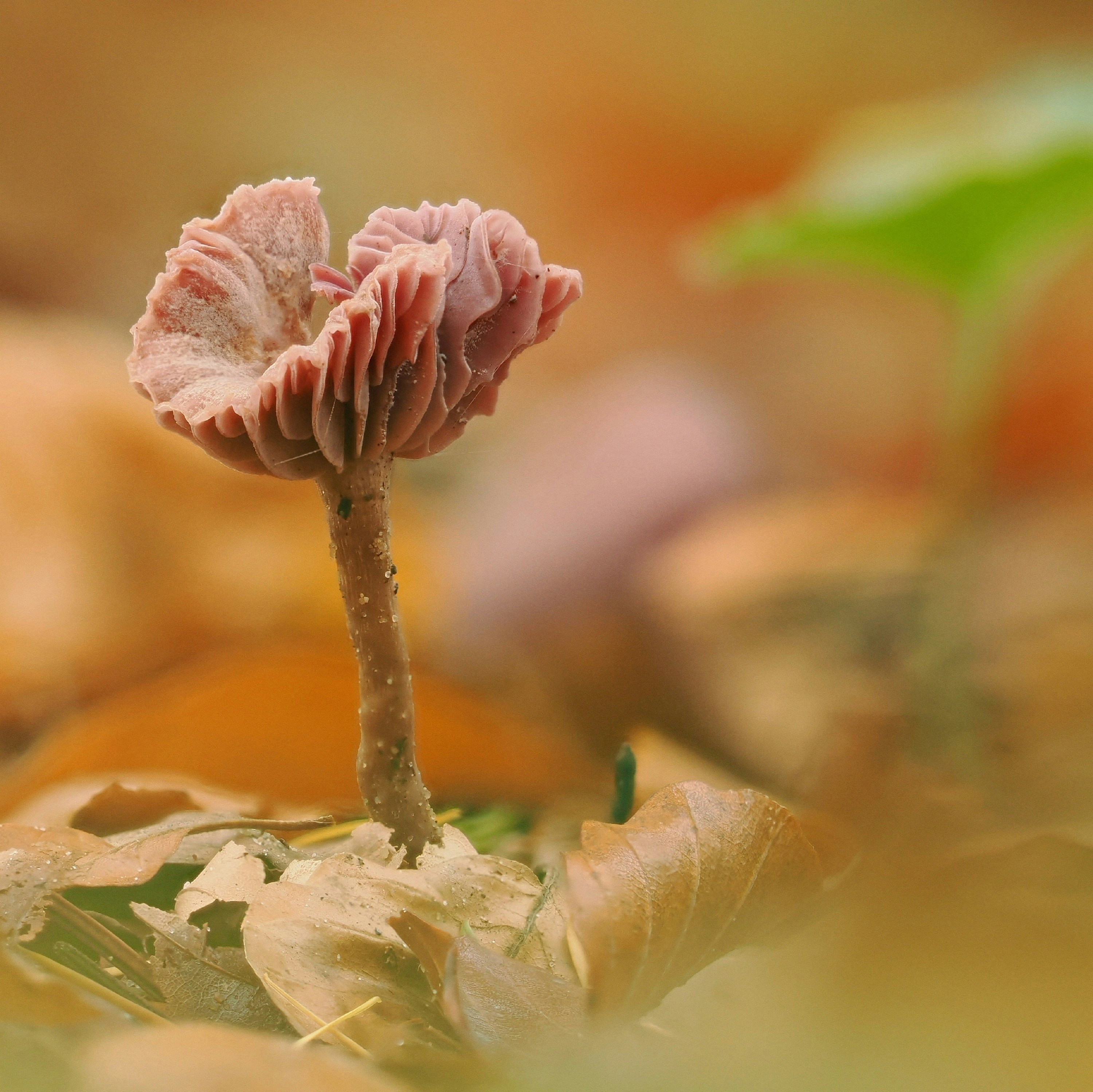 Autumn Fungal Flagship Rising from Leaf Litter