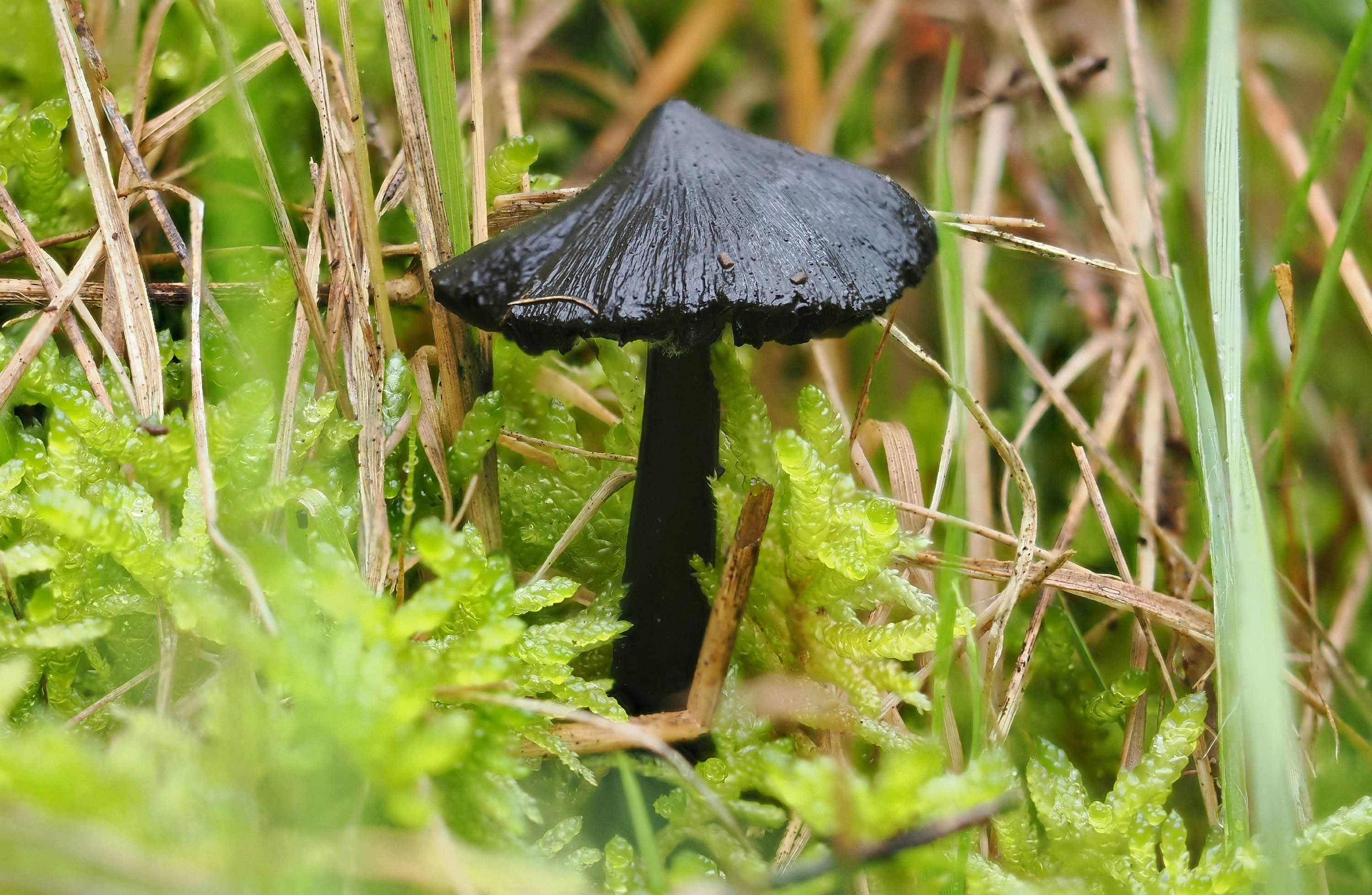 Mid-green Glade Sentinel: A solitary black mushroom amid moss