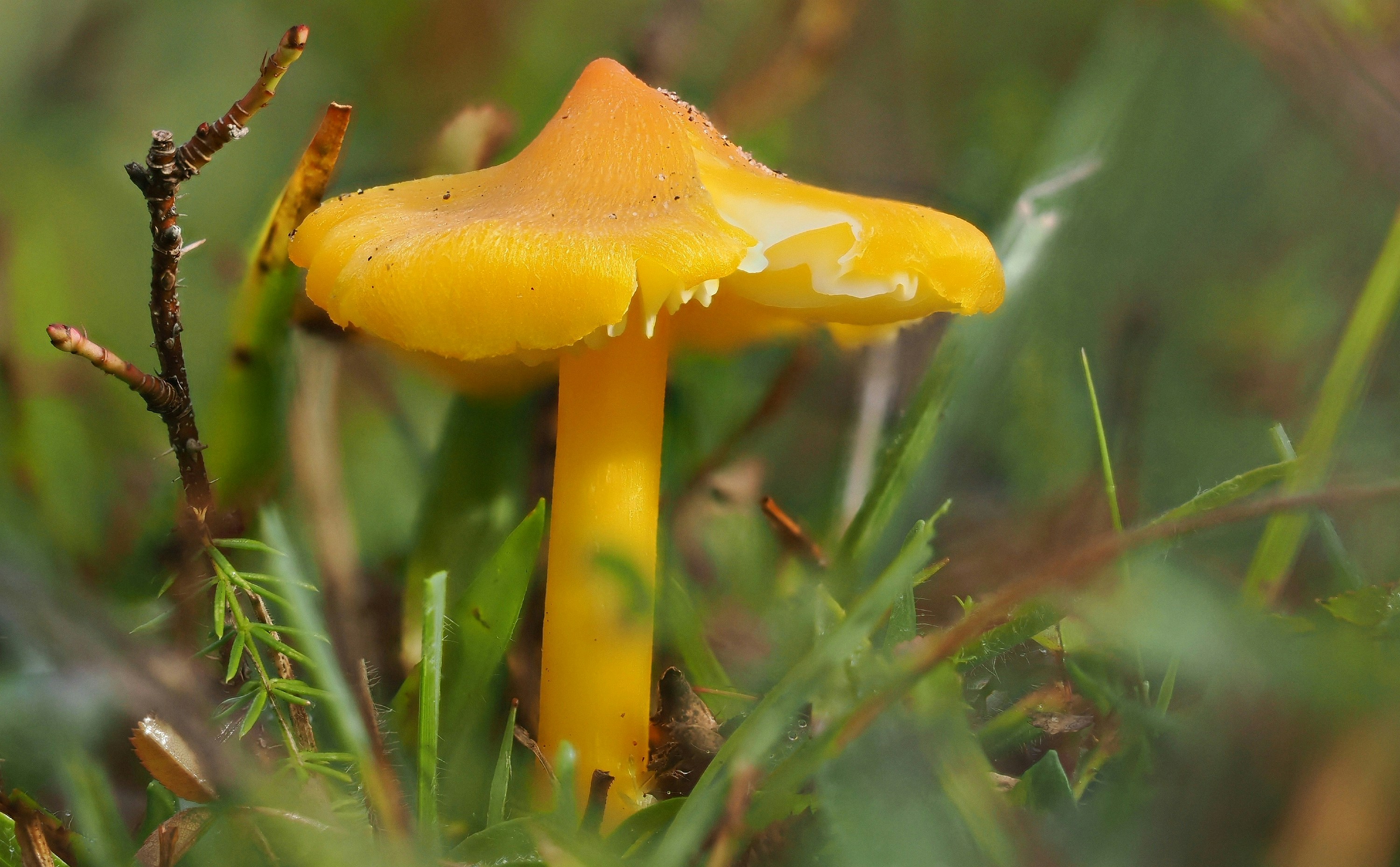 Golden Fungus in Dew-kissed Understory