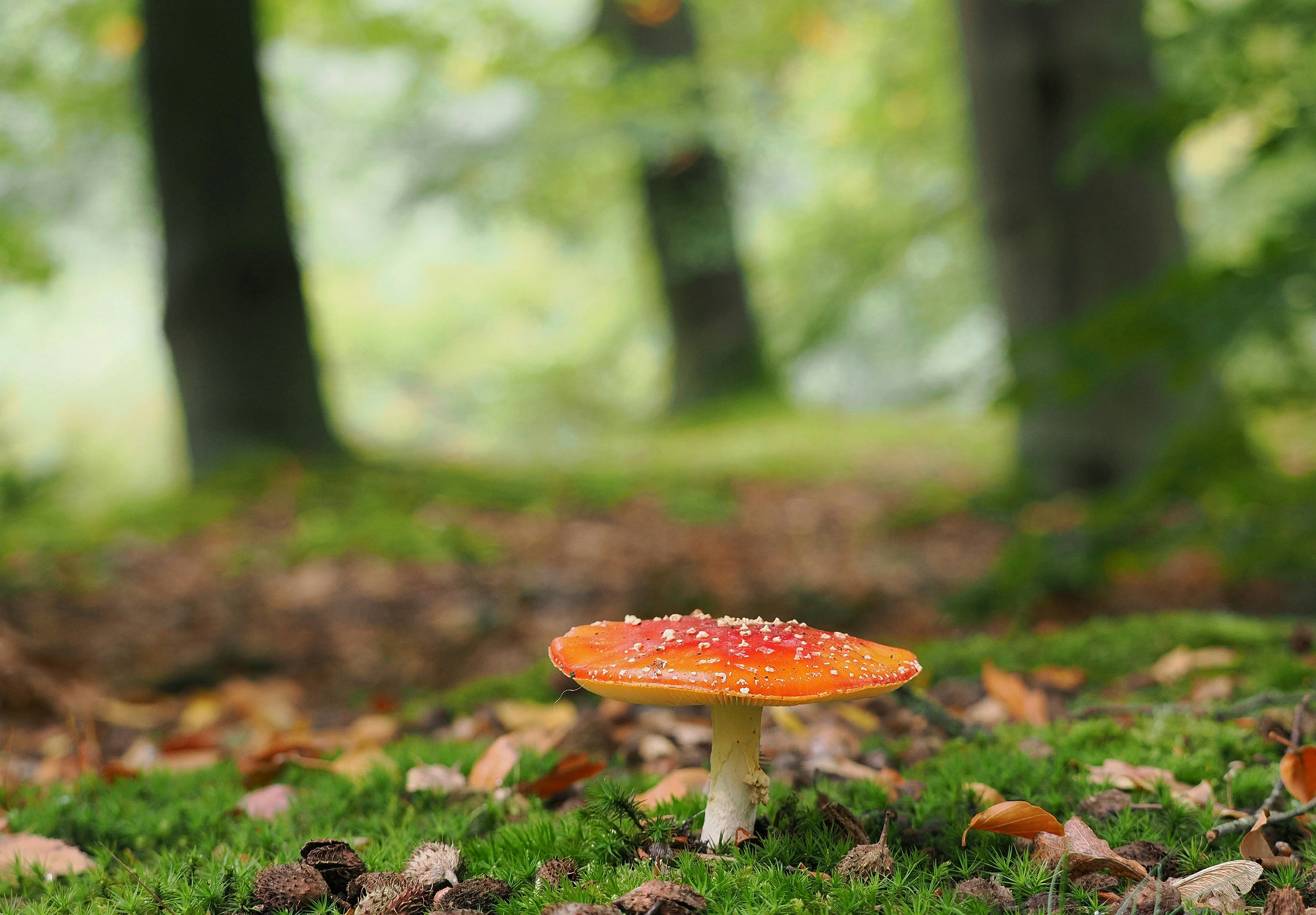 Orange Fungus Crowned by Moss in a Quiet Forest Clearing