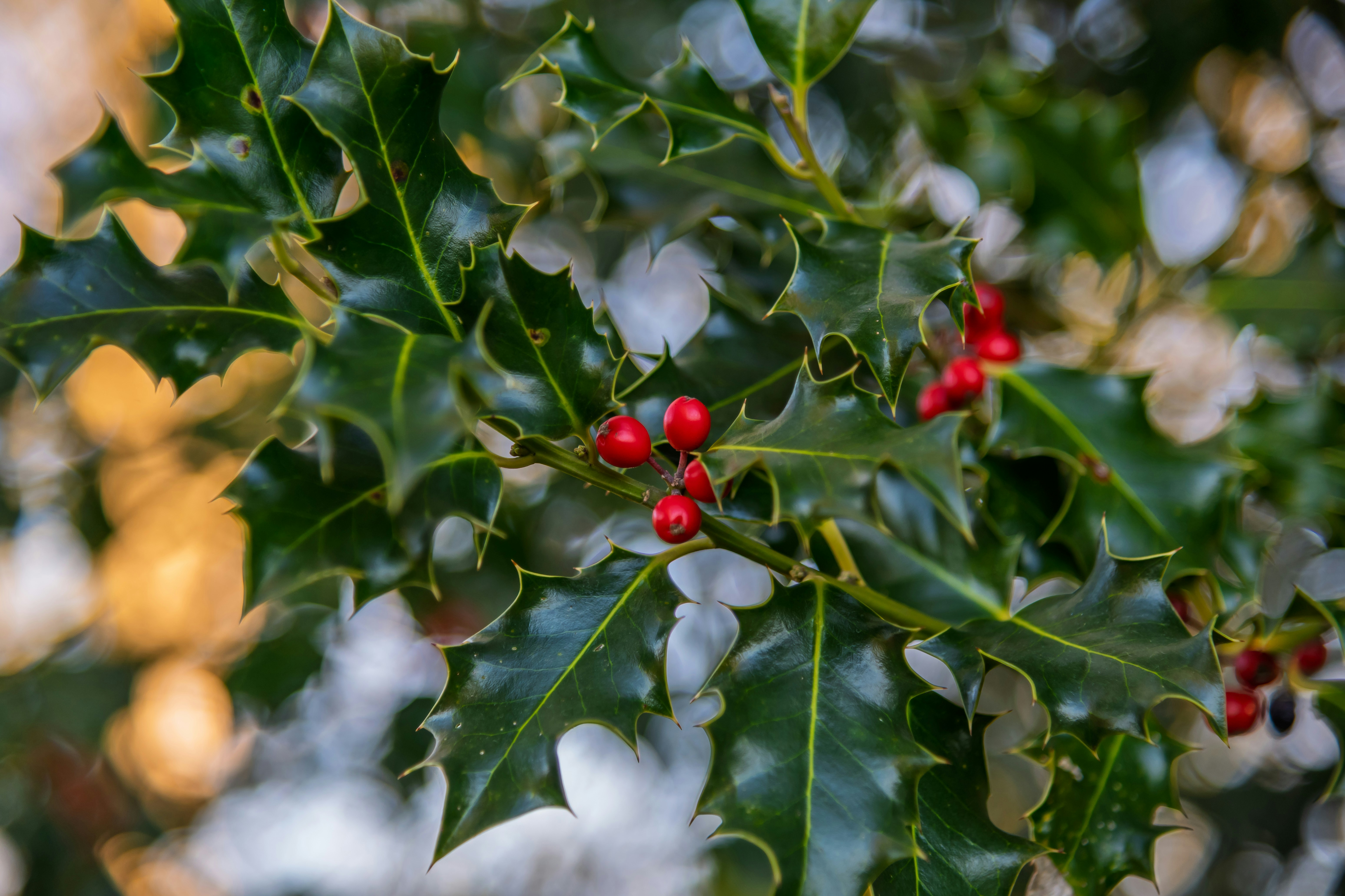 Crimson Berries on a Spiky Emerald Limb