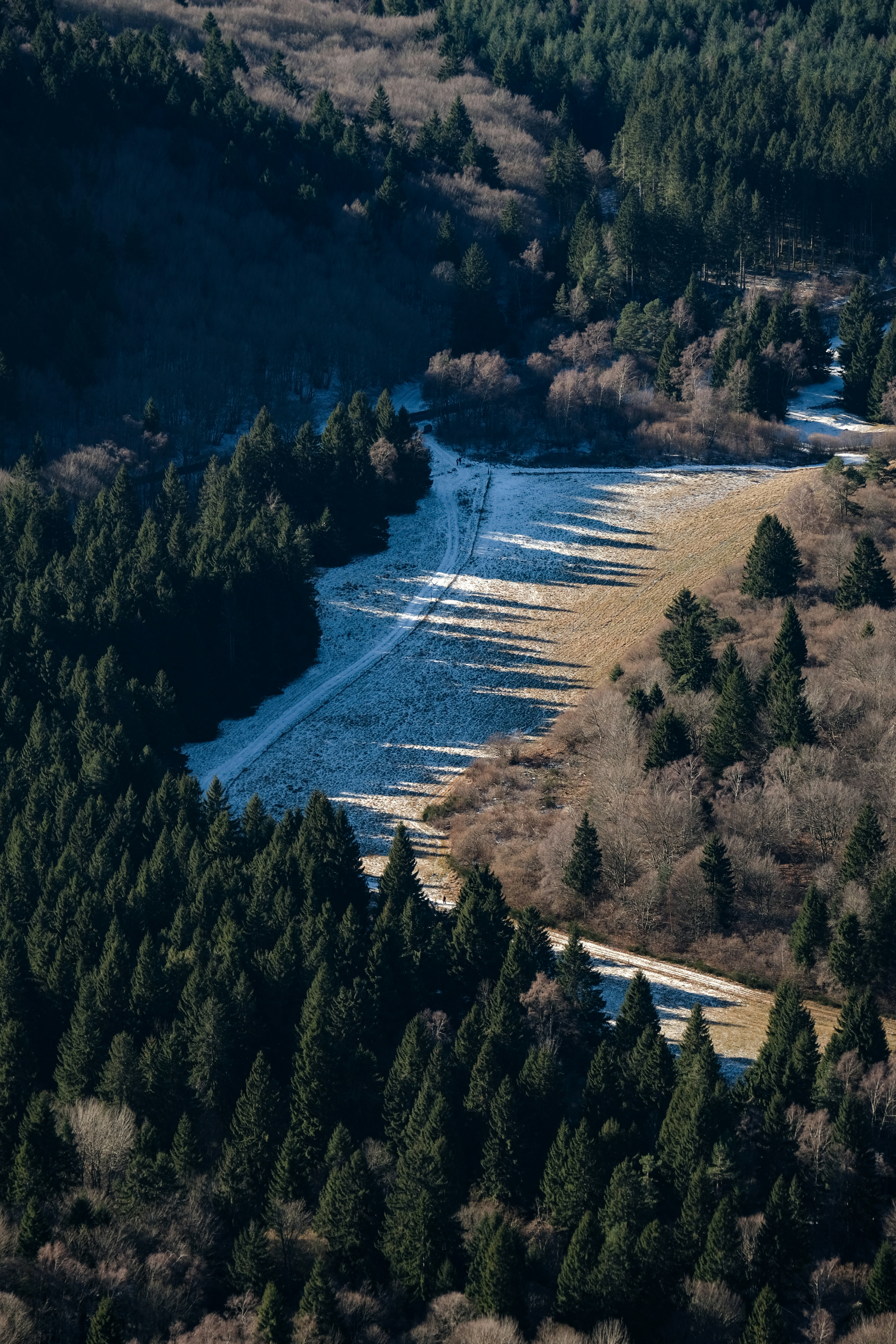 Snow-veiled meadow serpent in a valley between pines