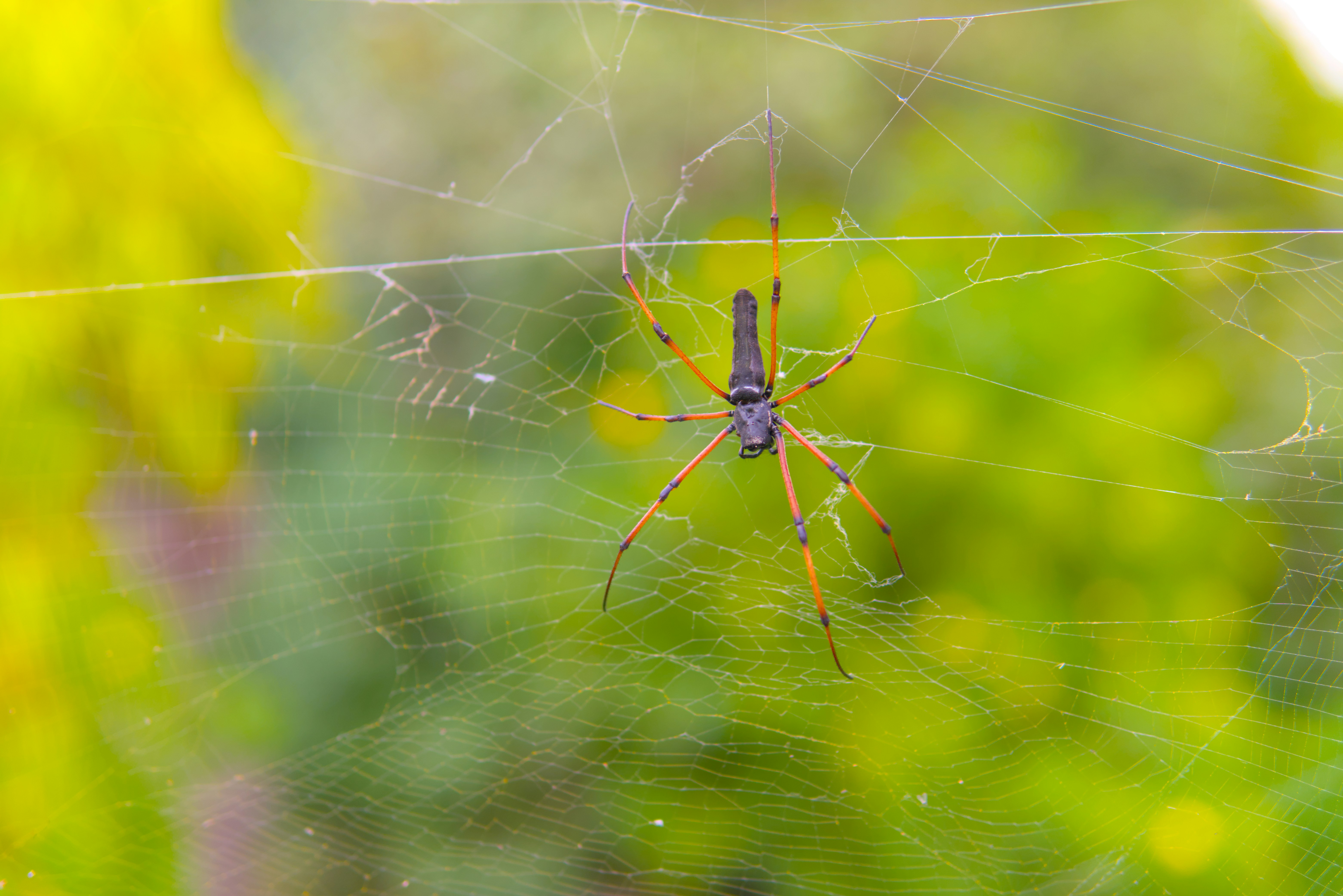 Widow Spider at the Center of Delicate Webbing