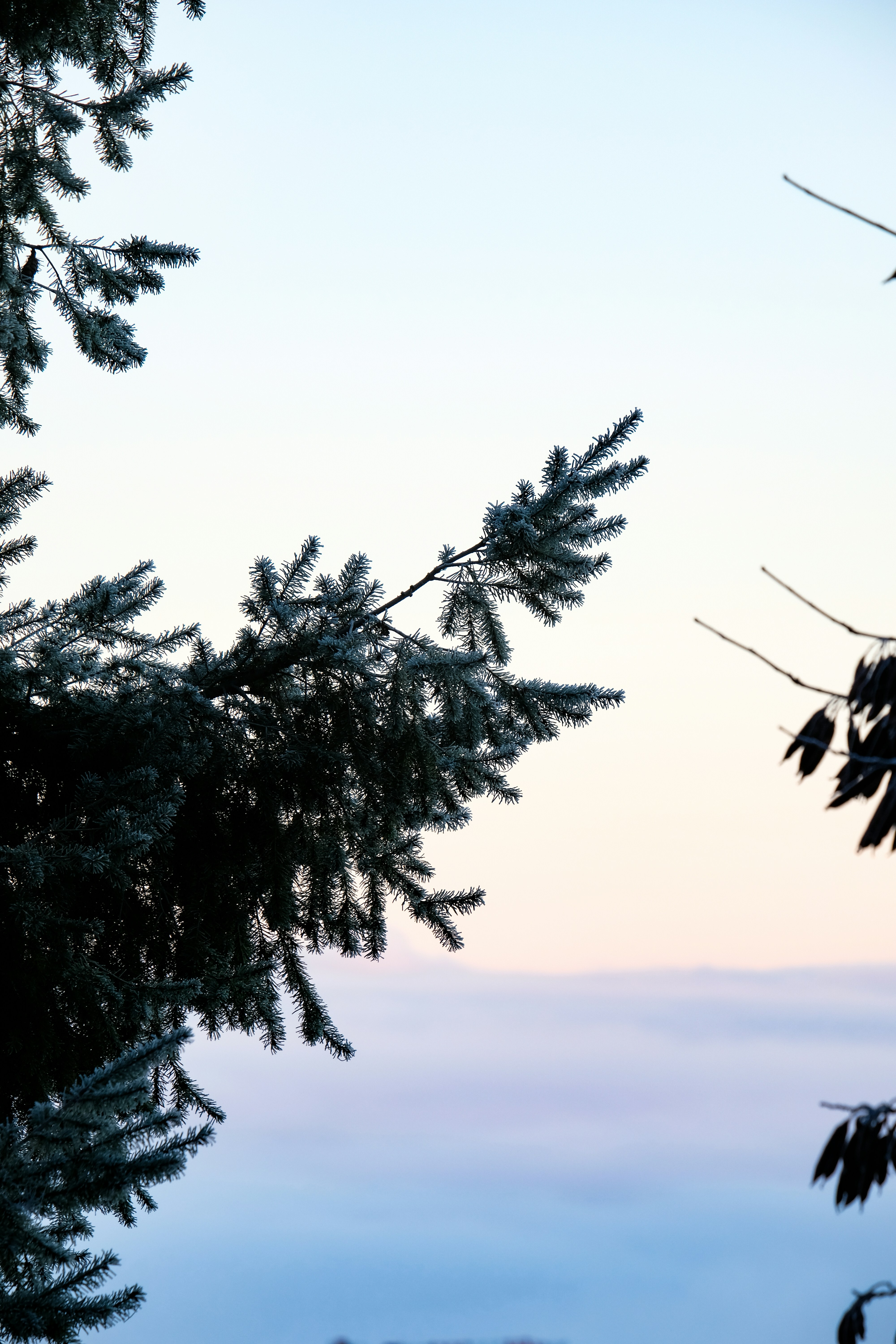 Frosted Coniferscape Above the Quiet Dawn