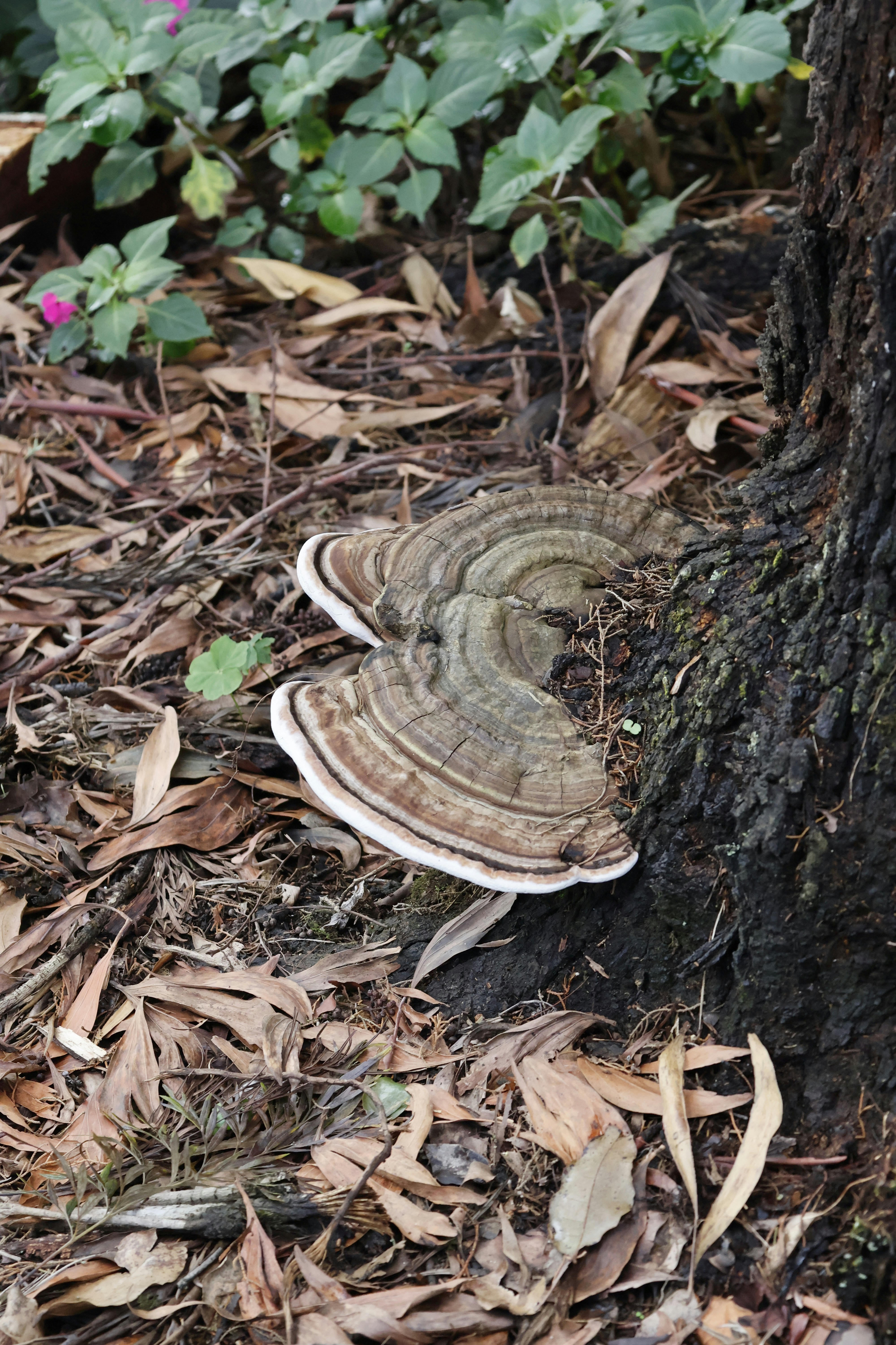 Bracketed Growth: A Ribboned Shelf of Brackets Fanning from a Tree
