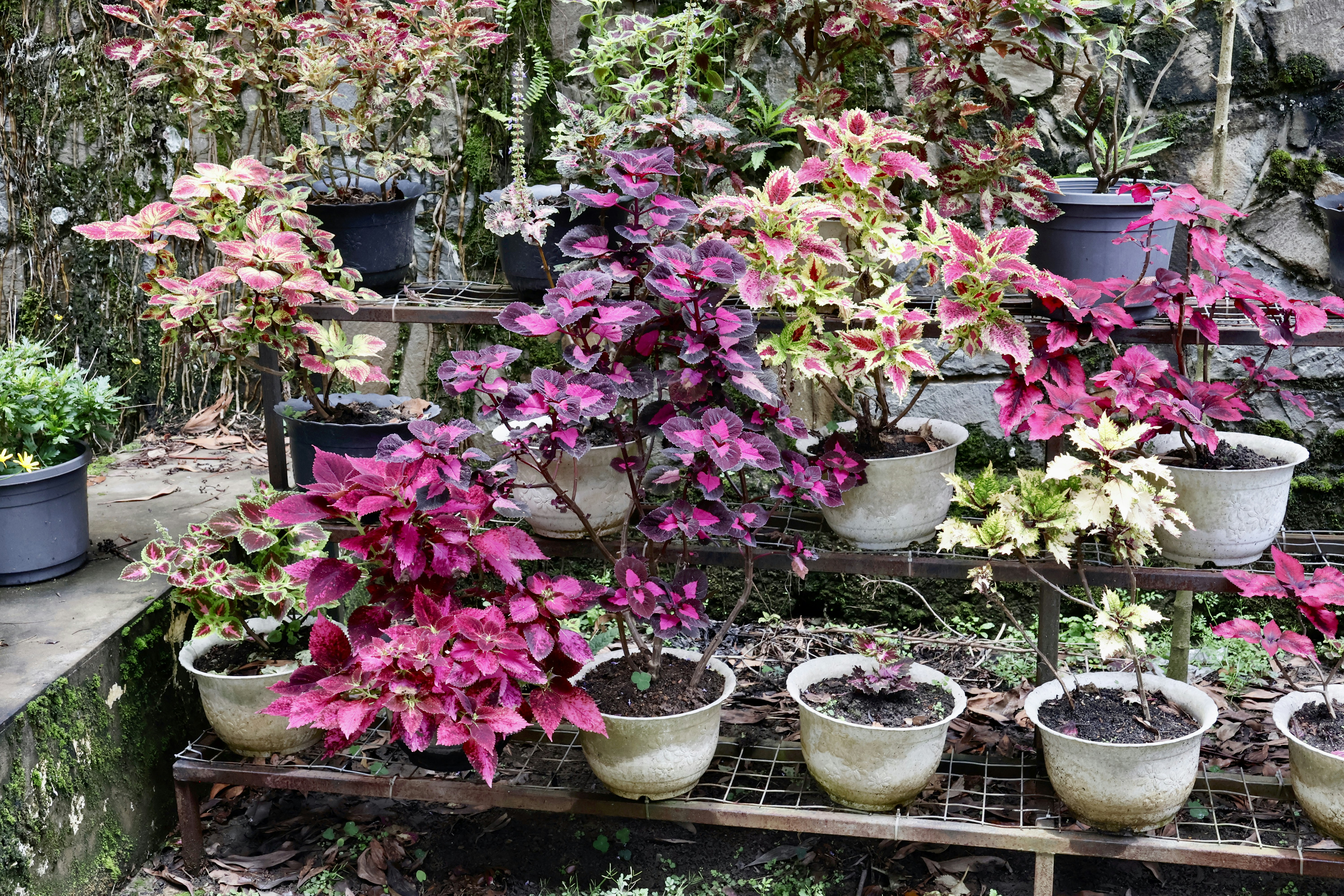Bougainvillea Terrace in Bloom: A Row of Colorful Pots