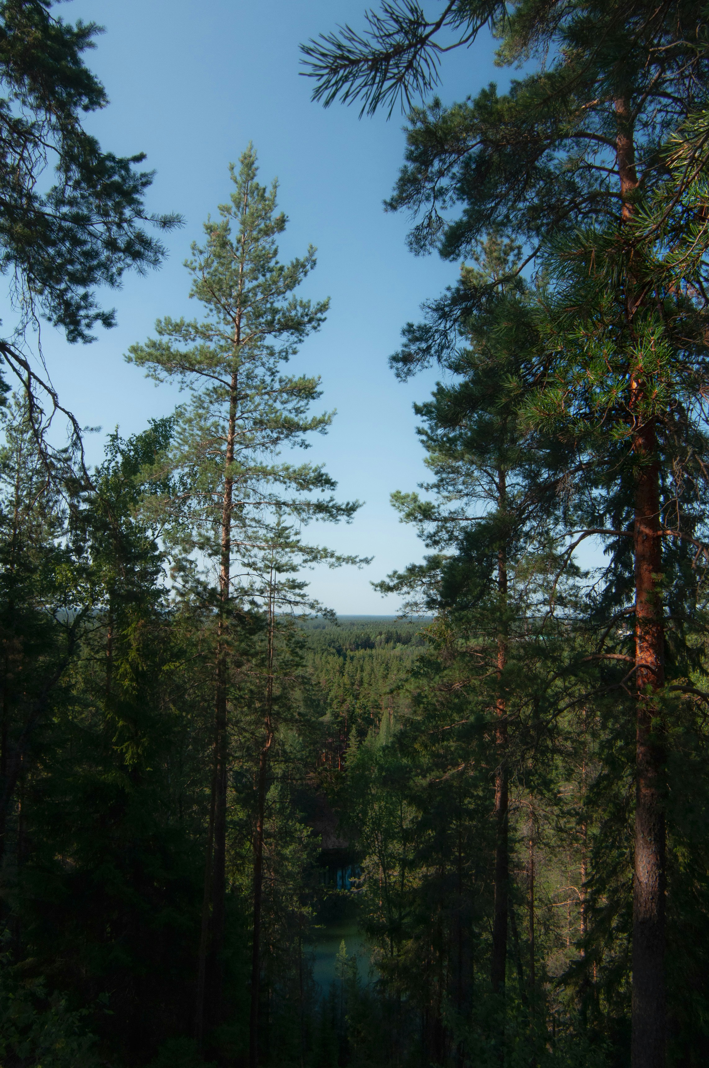 Tall Pines Framing a Distant Blue Horizon