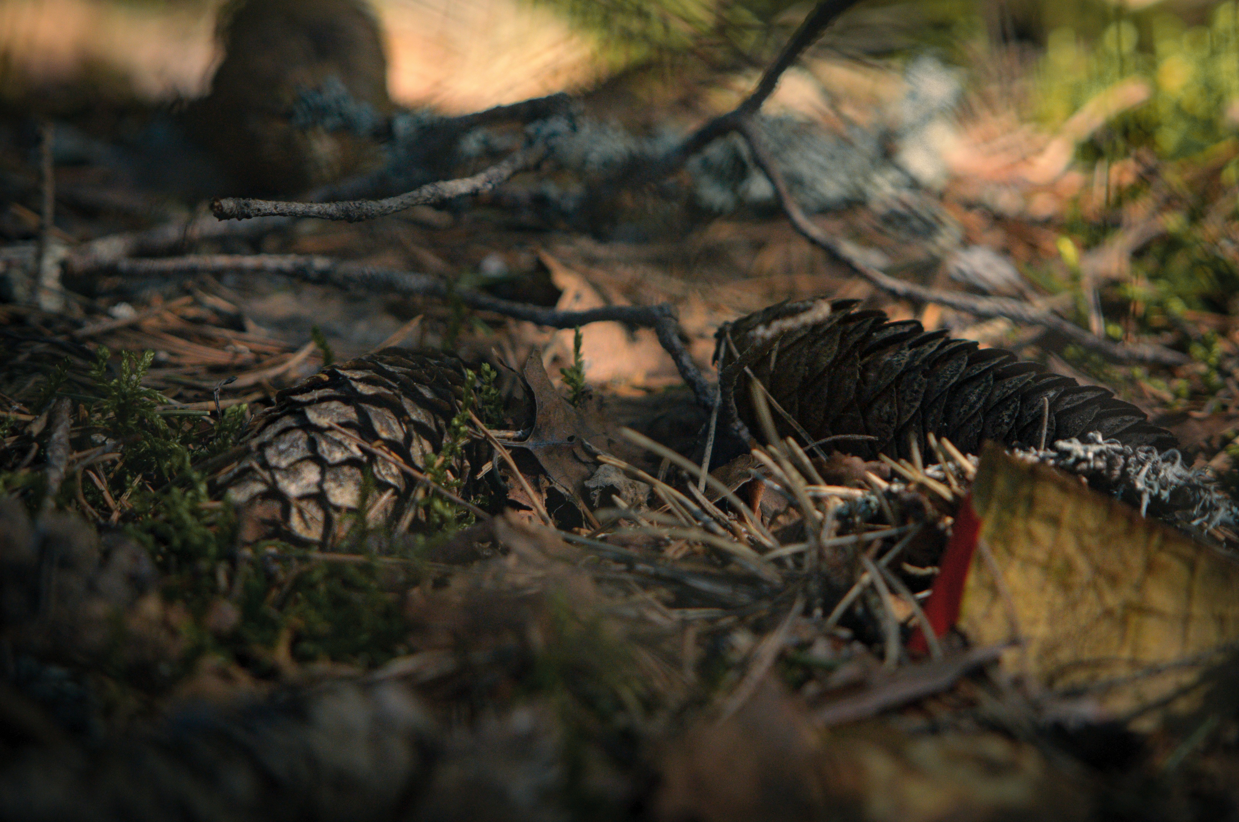 Forest Floor Secrets: Pinecones and Fallen Leaves in Soft Shadow