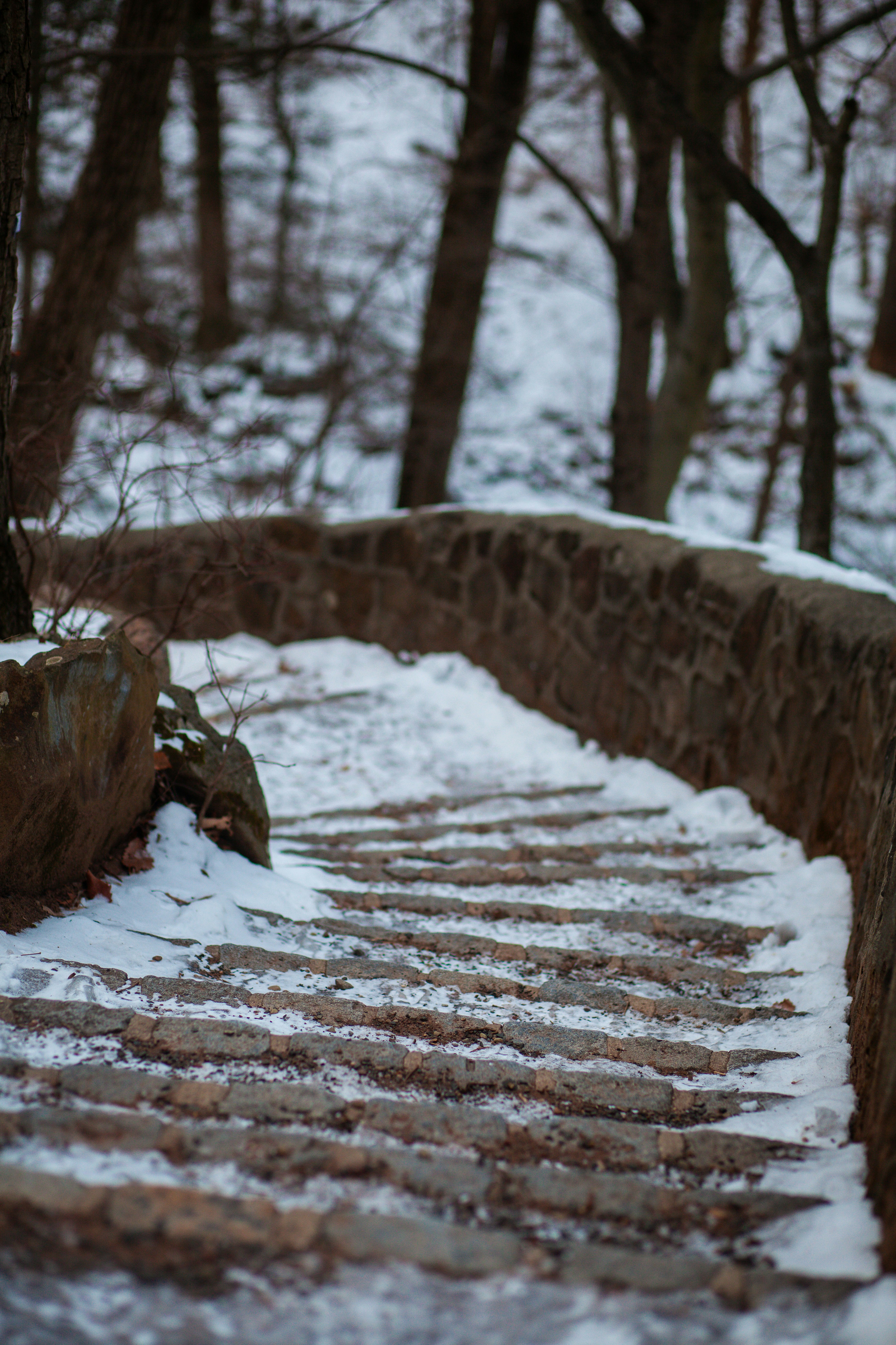 Snow-creased Stone Steps Through a Frosted Forest