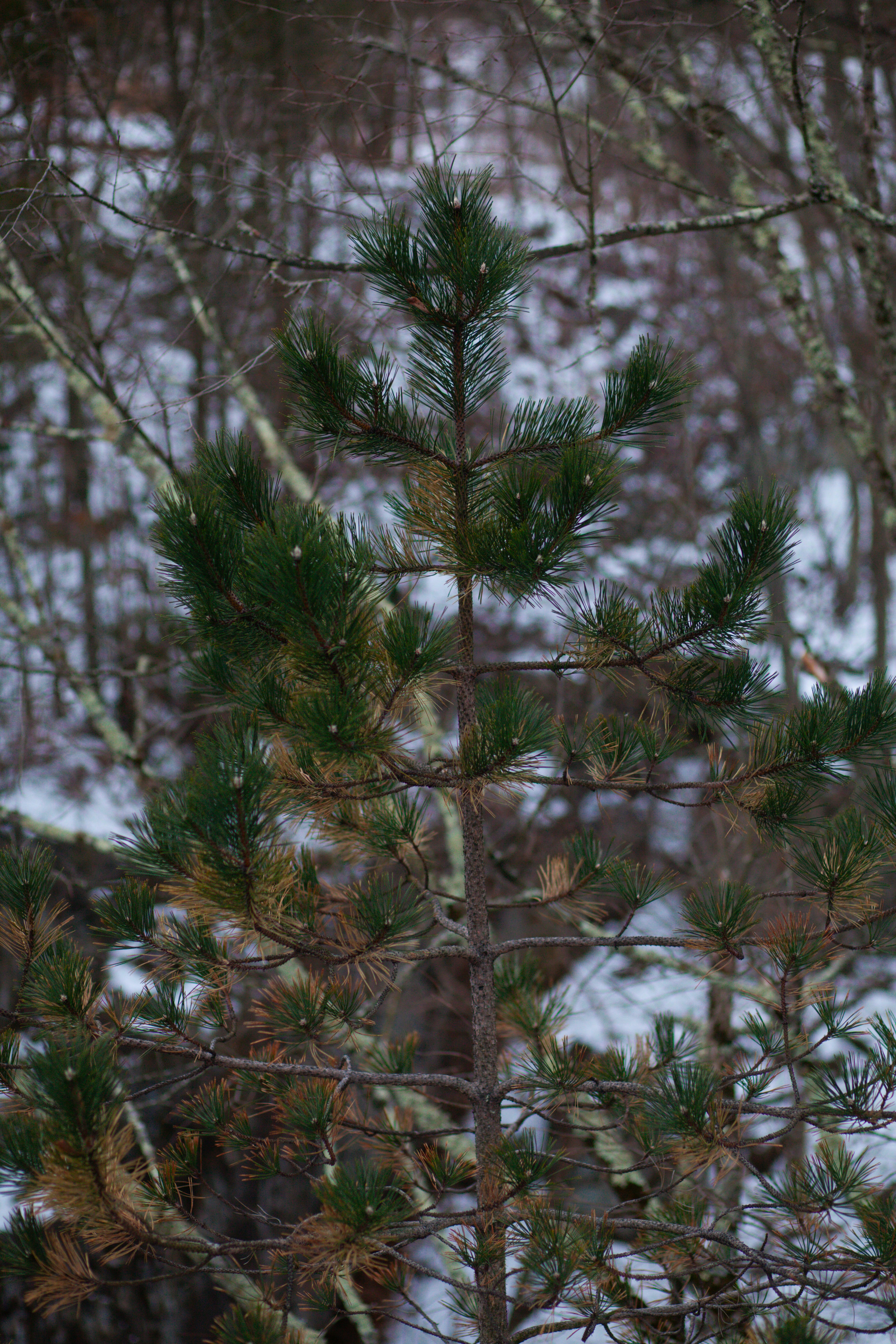 Young pine conifer amid a wintry forest backdrop