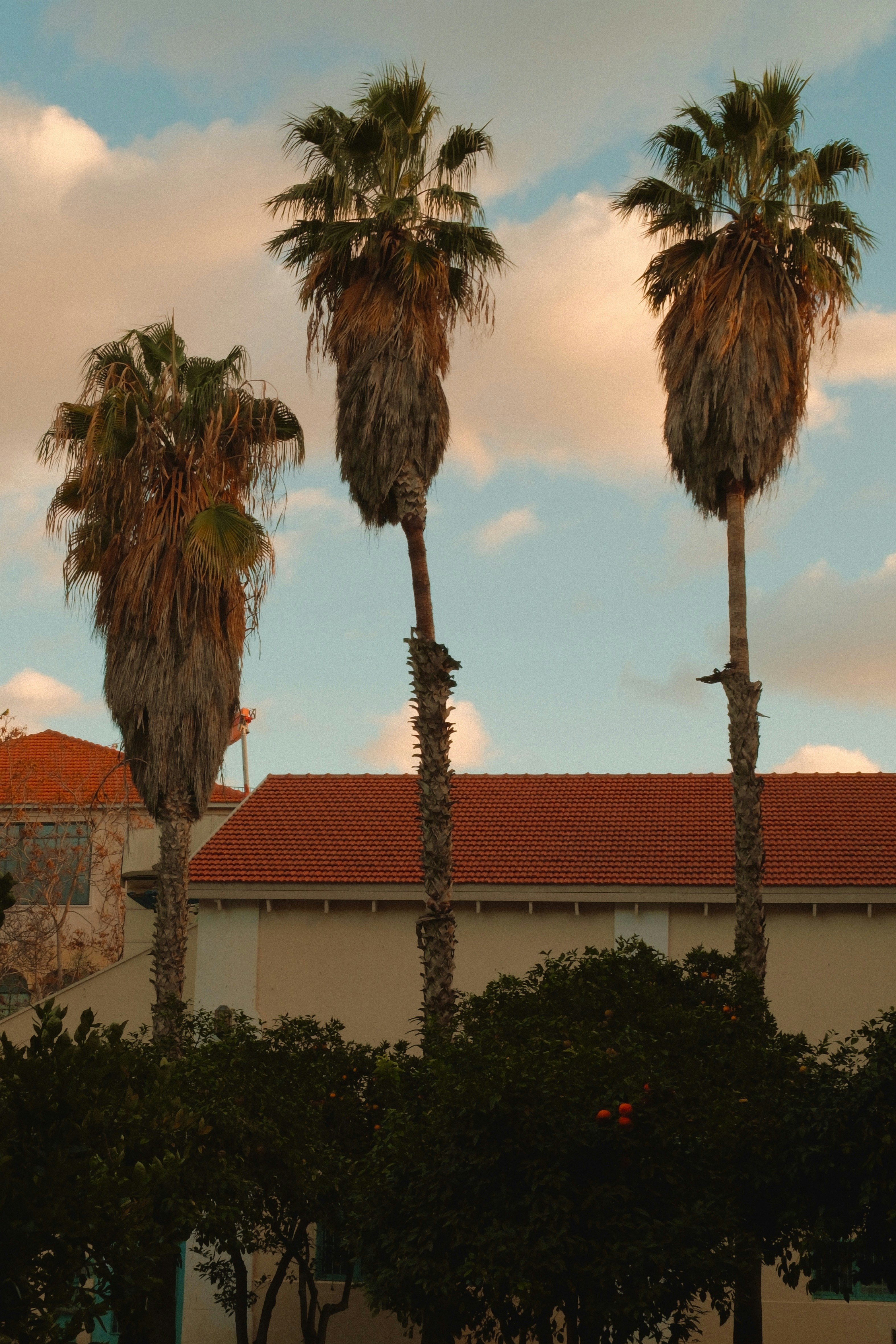 Tall trio of palms against a pastel sunset over a suburban roofline