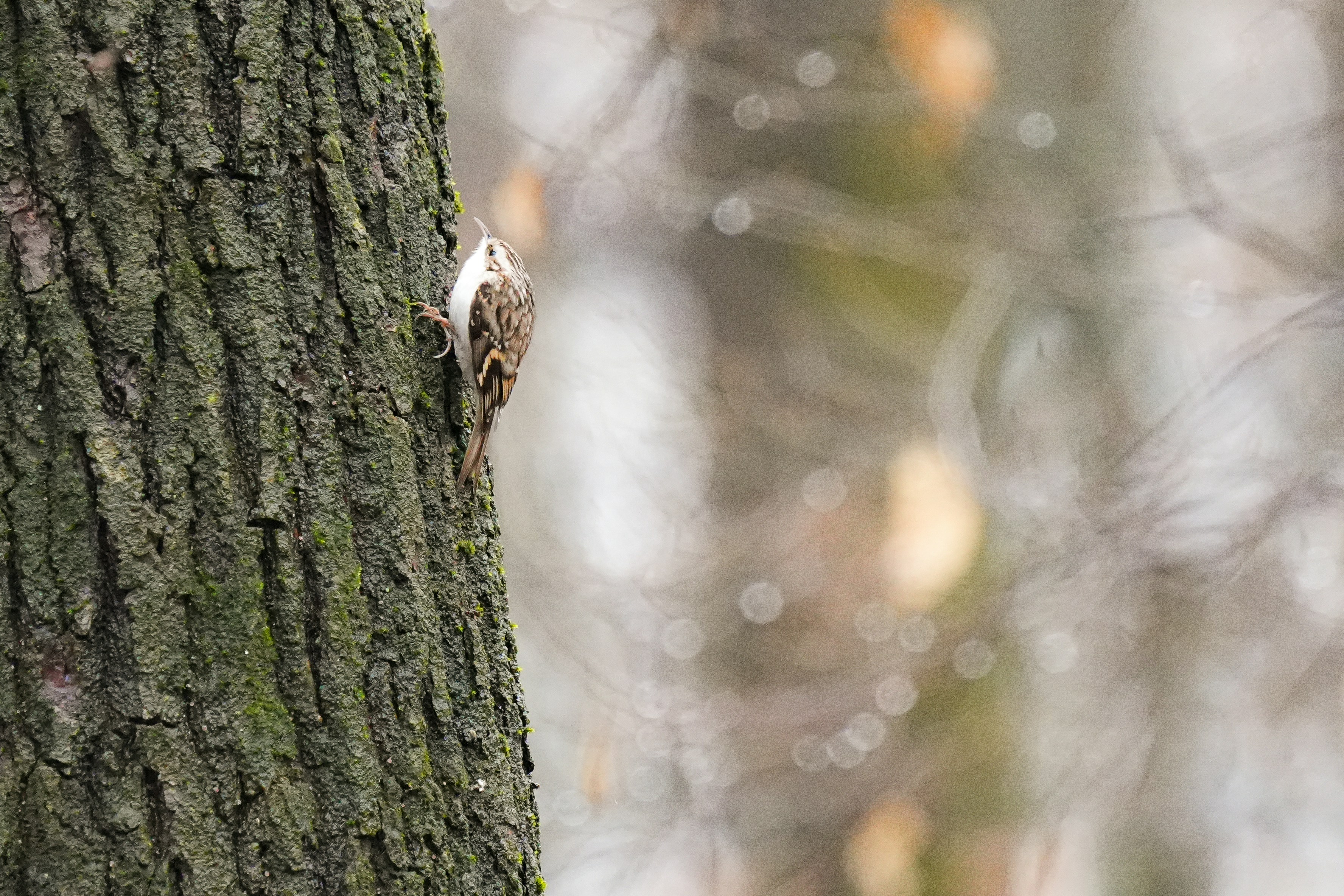 Photo by Nikola  Tomašić with Sony Alpha 7 IV