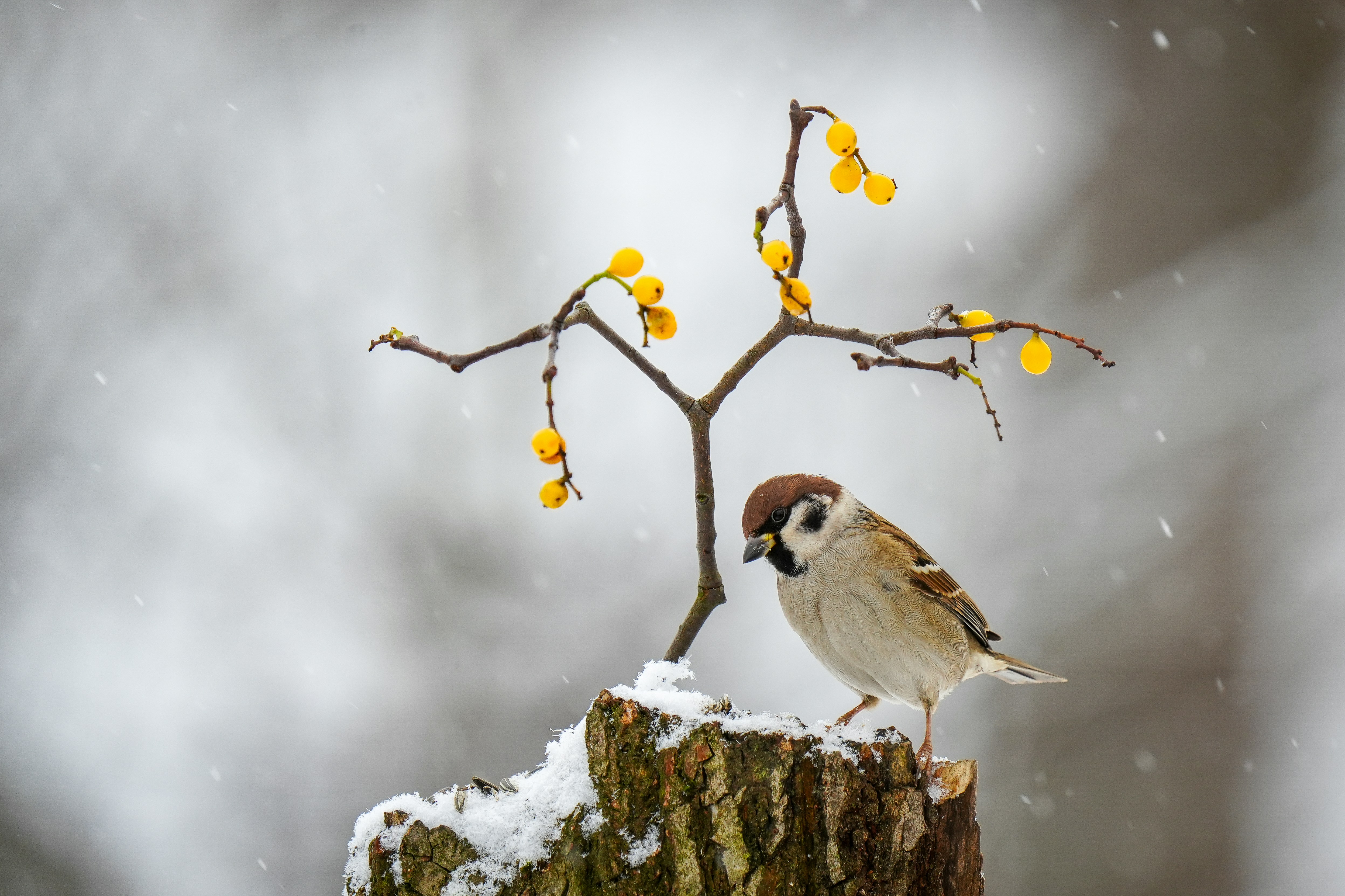 Photo by Nikola  Tomašić with Sony Alpha 7 IV