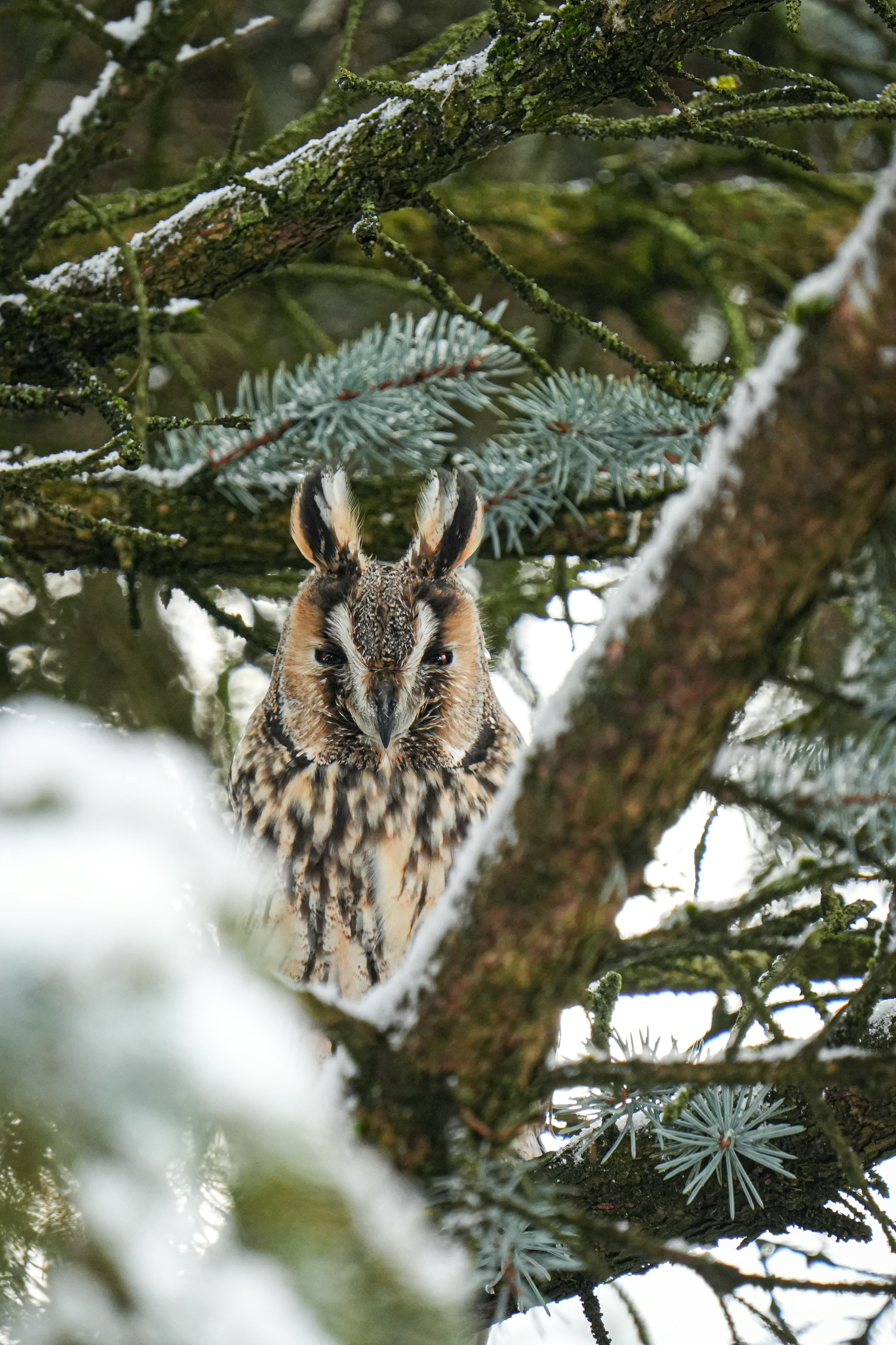 Snowbound Lookout: A Long-Eared Owl Peering Through Frosted Pines