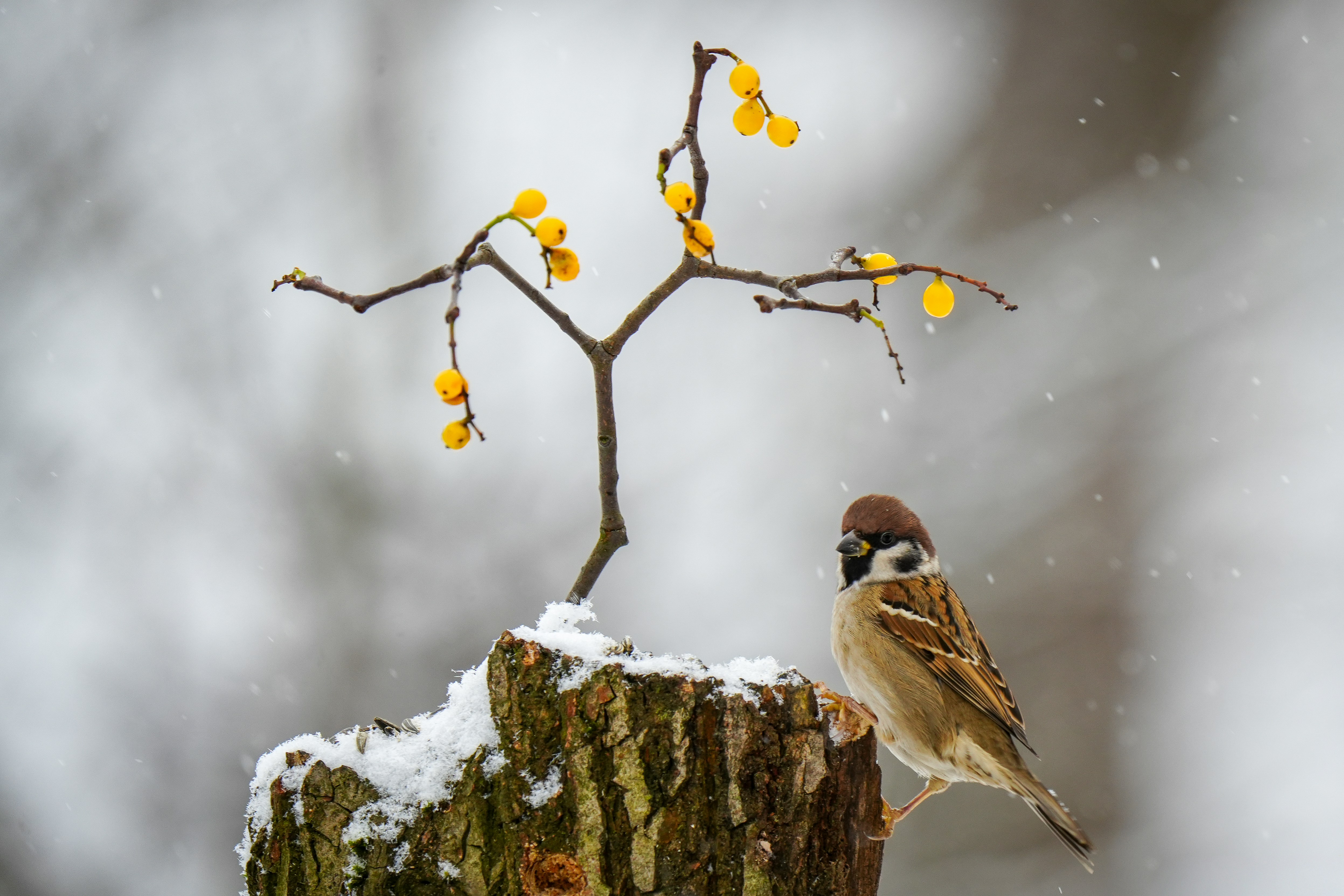 Photo by Nikola  Tomašić with Sony Alpha 7 IV