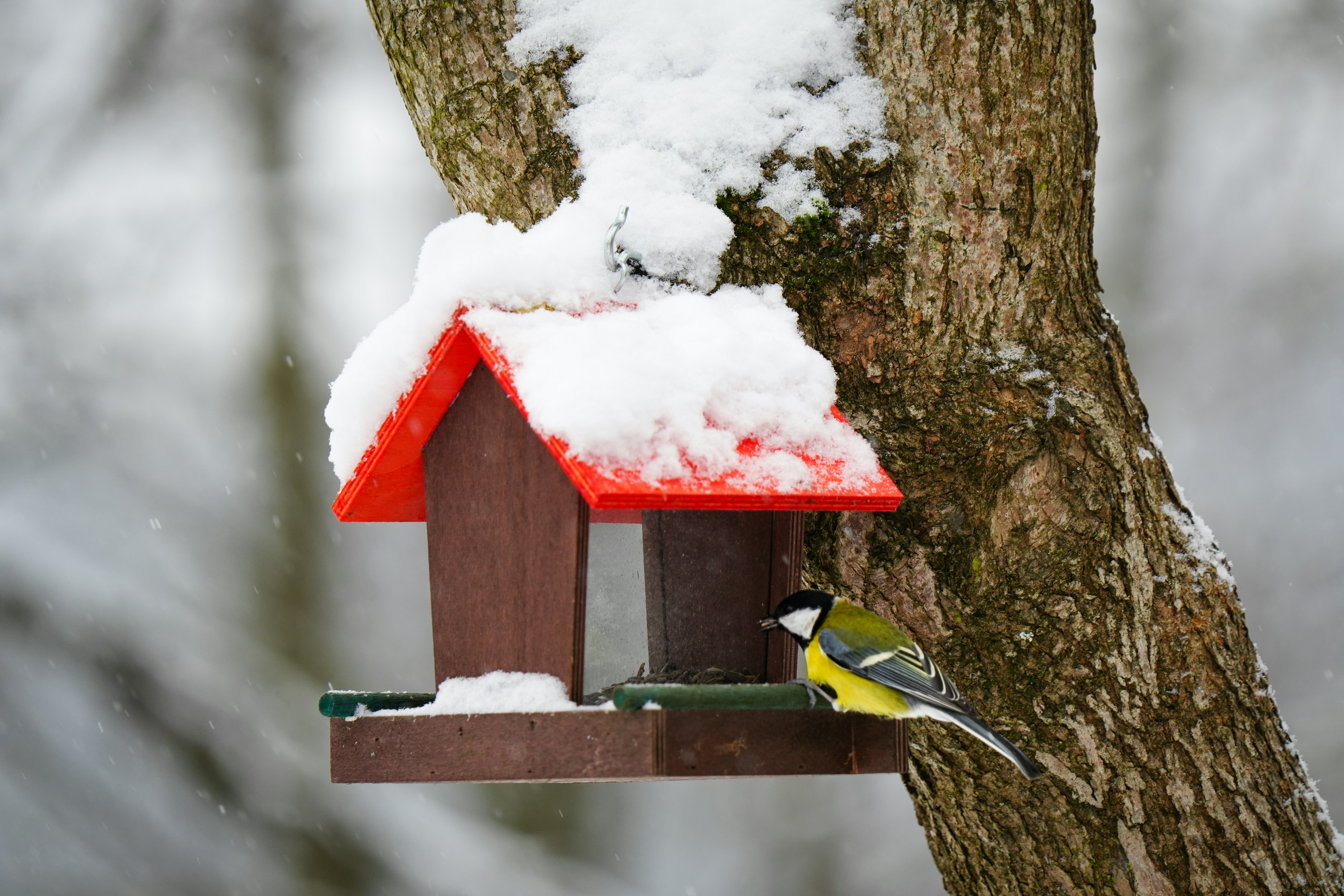Snow-kissed Feeder and Bold Chickadee on a Frosted Tree