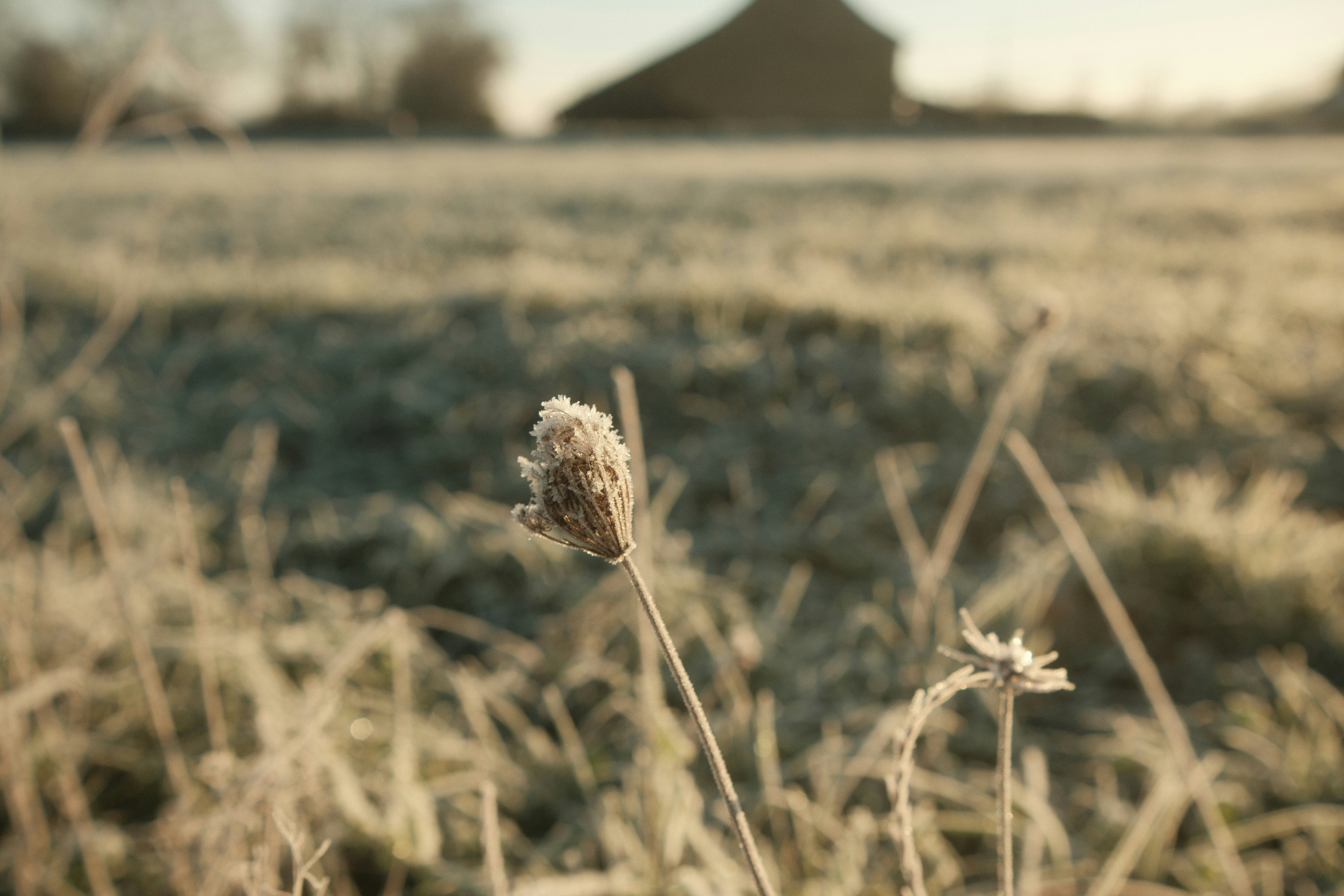 Dandelion Silence: A Lone Seedhead in a Golden Field