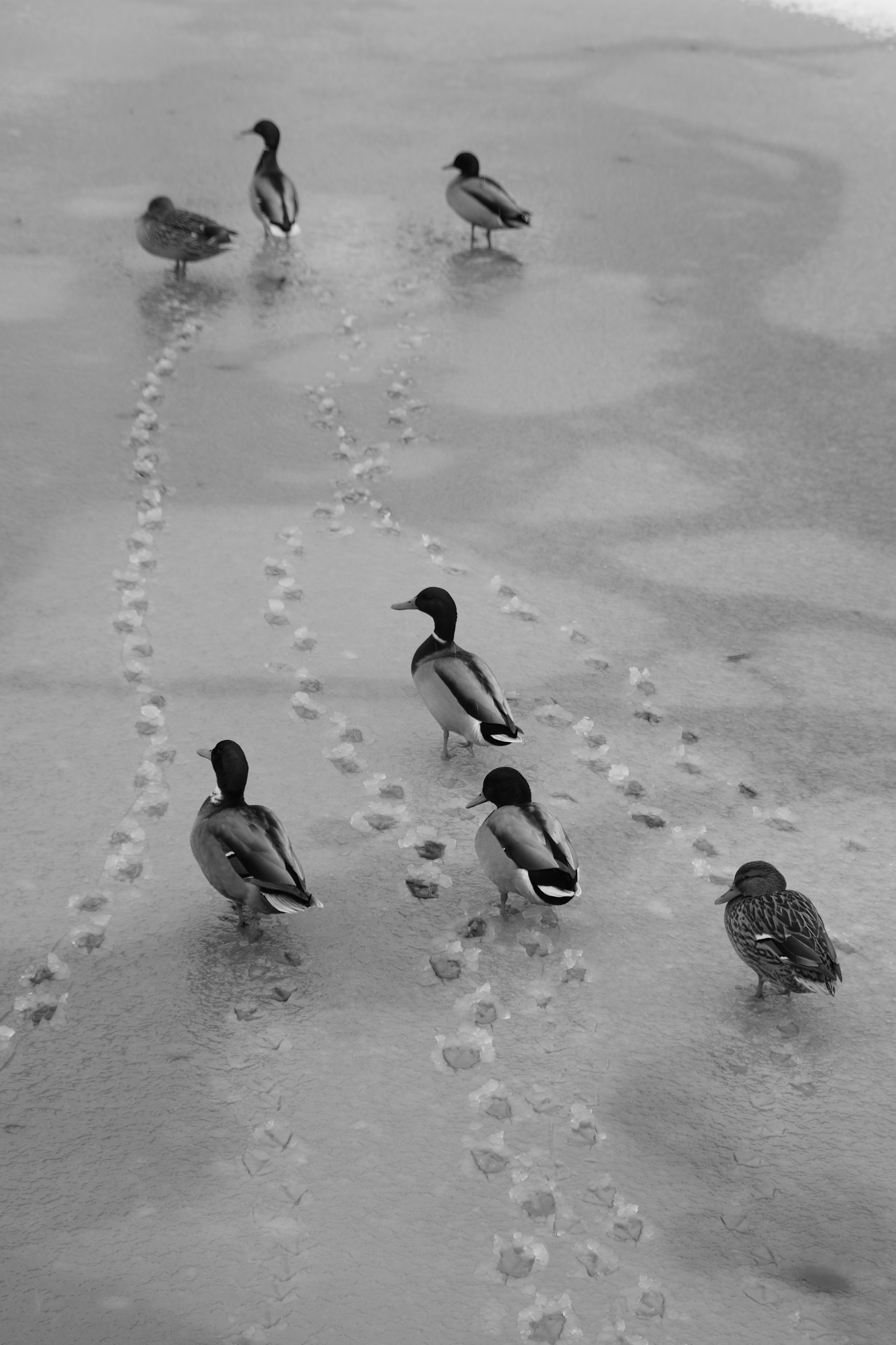 Twelve-footed Tramlines: A Flock of Ducks Crossing an Icy Mile